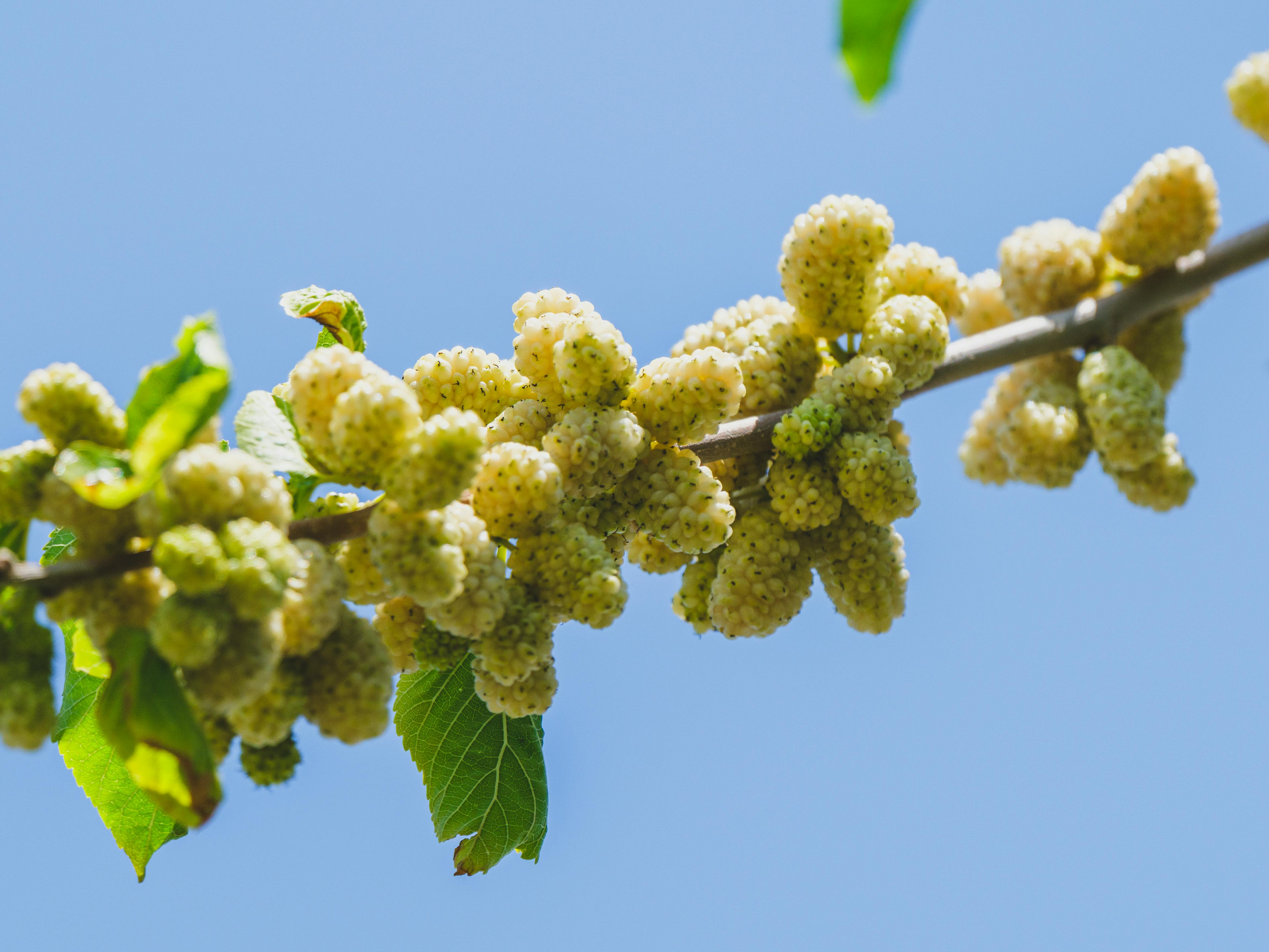 Fresh Mulberries on Branch Against Blue Sky · Free Stock Photo