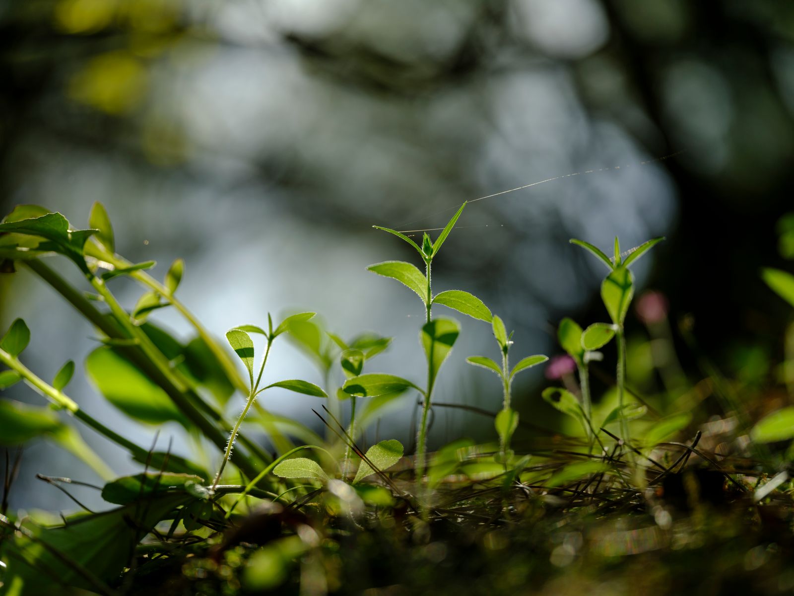 Tree Seedlings Photos, Download The BEST Free Tree Seedlings Stock ...