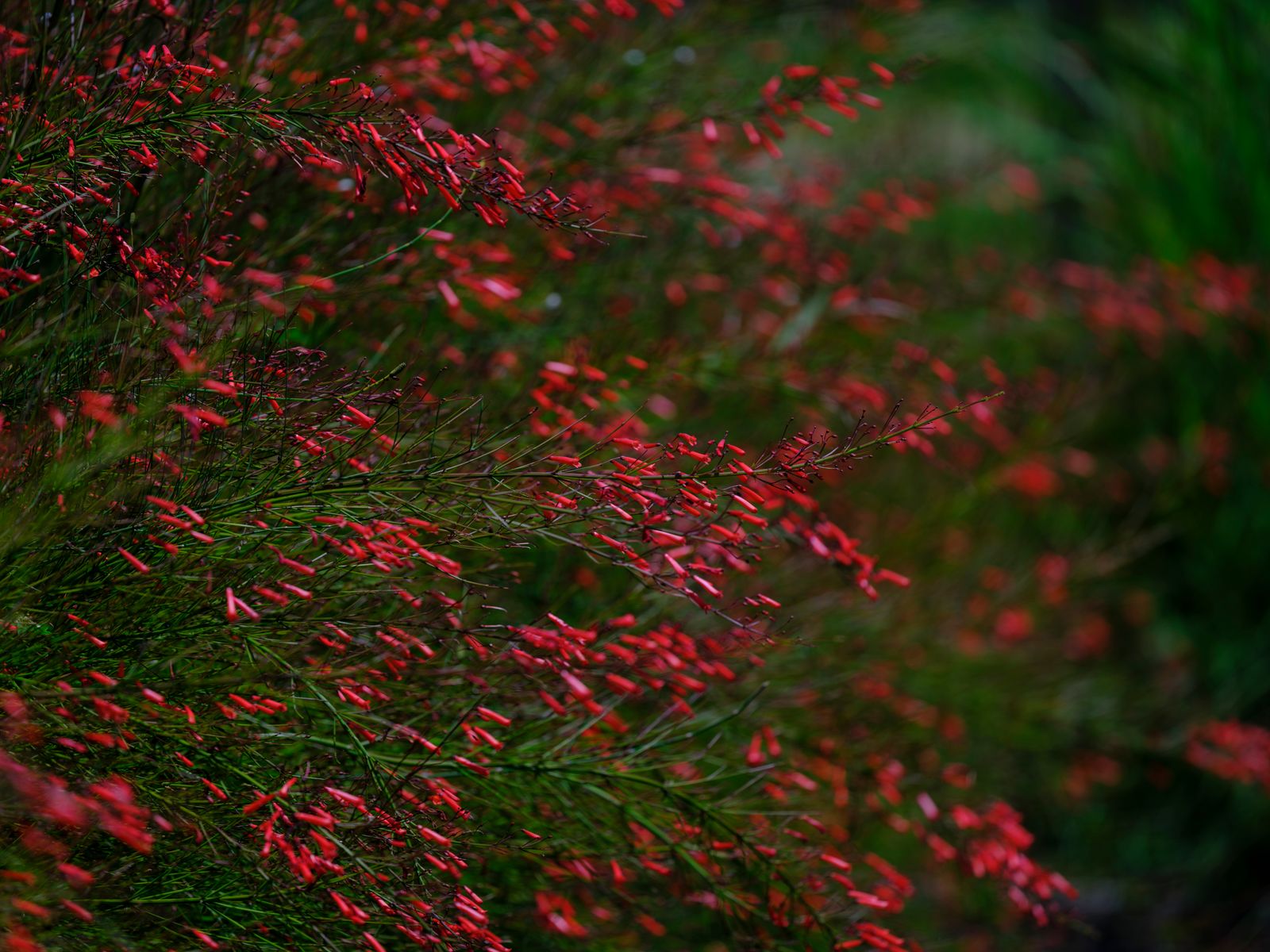 Light Flower Background Photos, Download The BEST Free Light Flower ...
