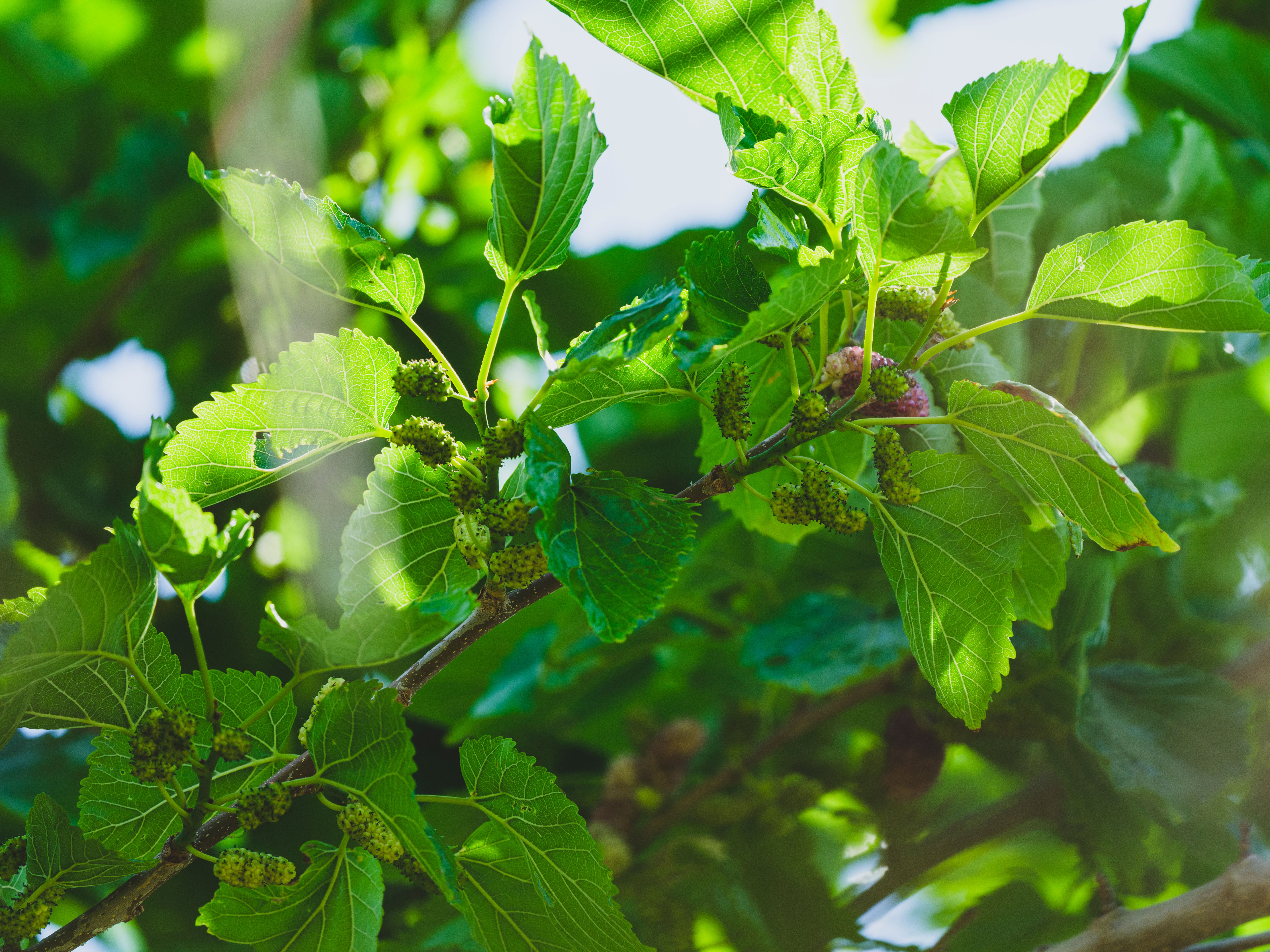 Mulberry Farm Photos, Download The BEST Free Mulberry Farm Stock Photos ...