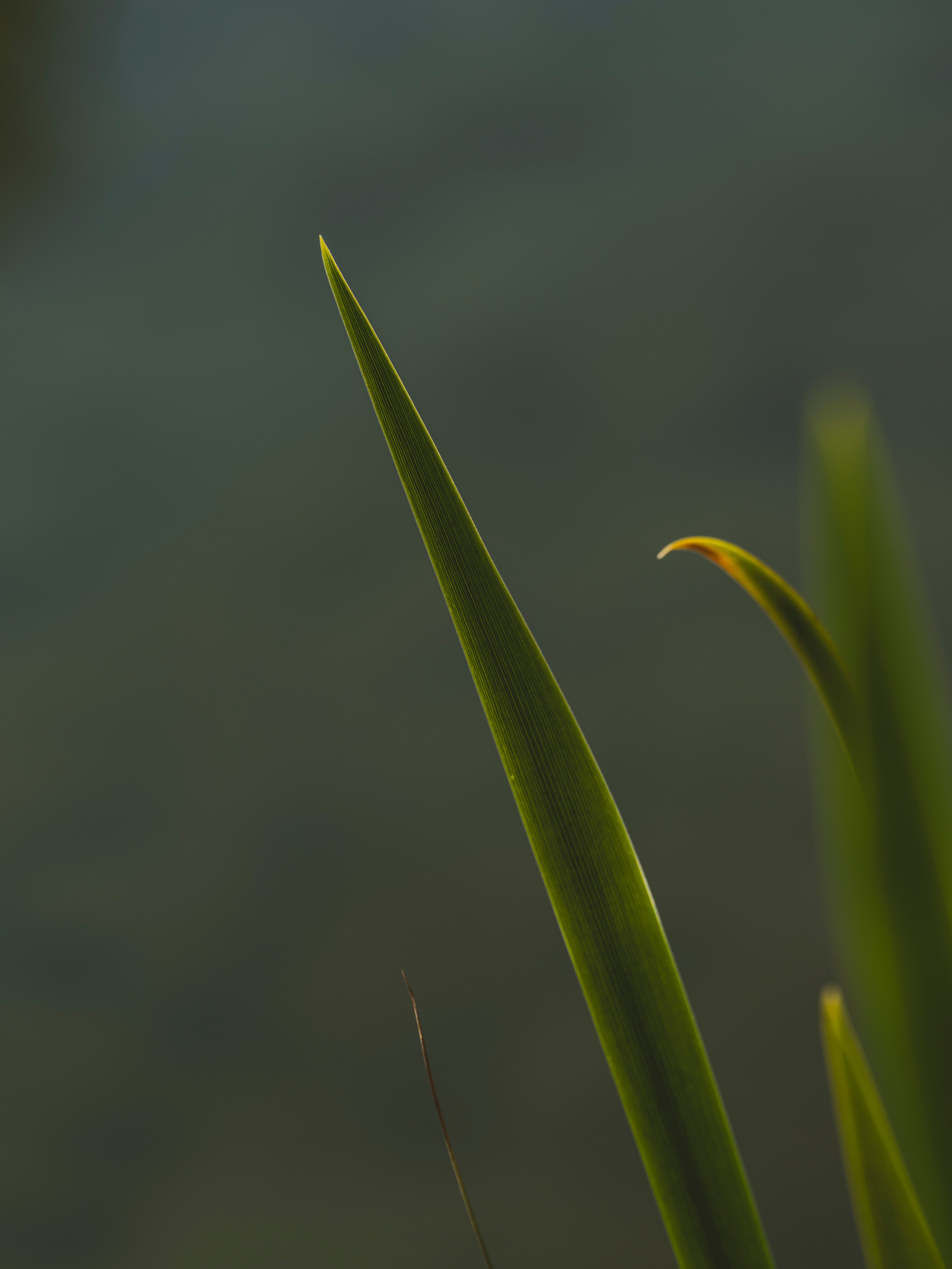 Close-Up of Sharp Green Leaf with Blurred Background · Free Stock Photo