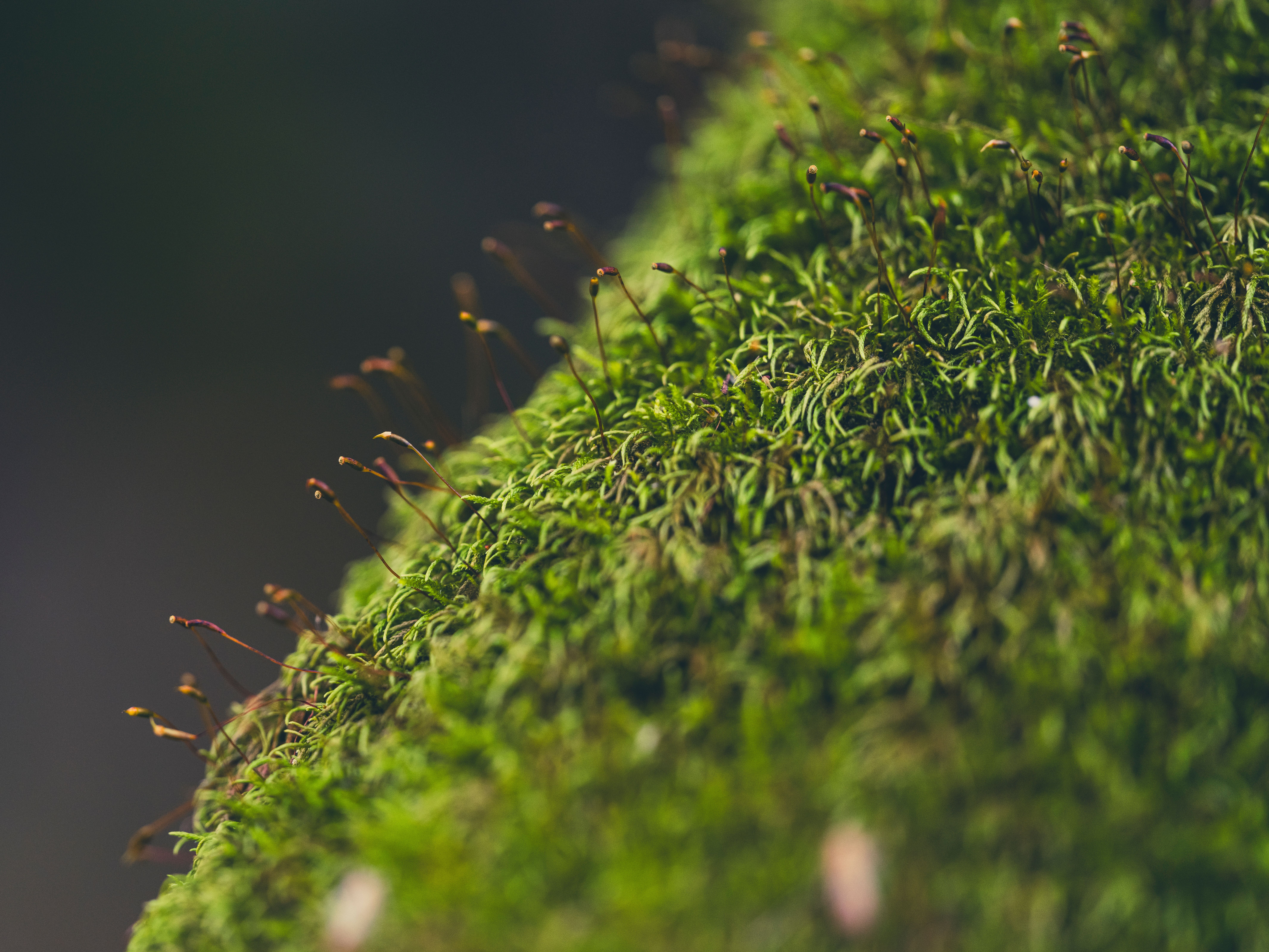 Close-up of Vibrant Green Moss with Sporophytes · Free Stock Photo