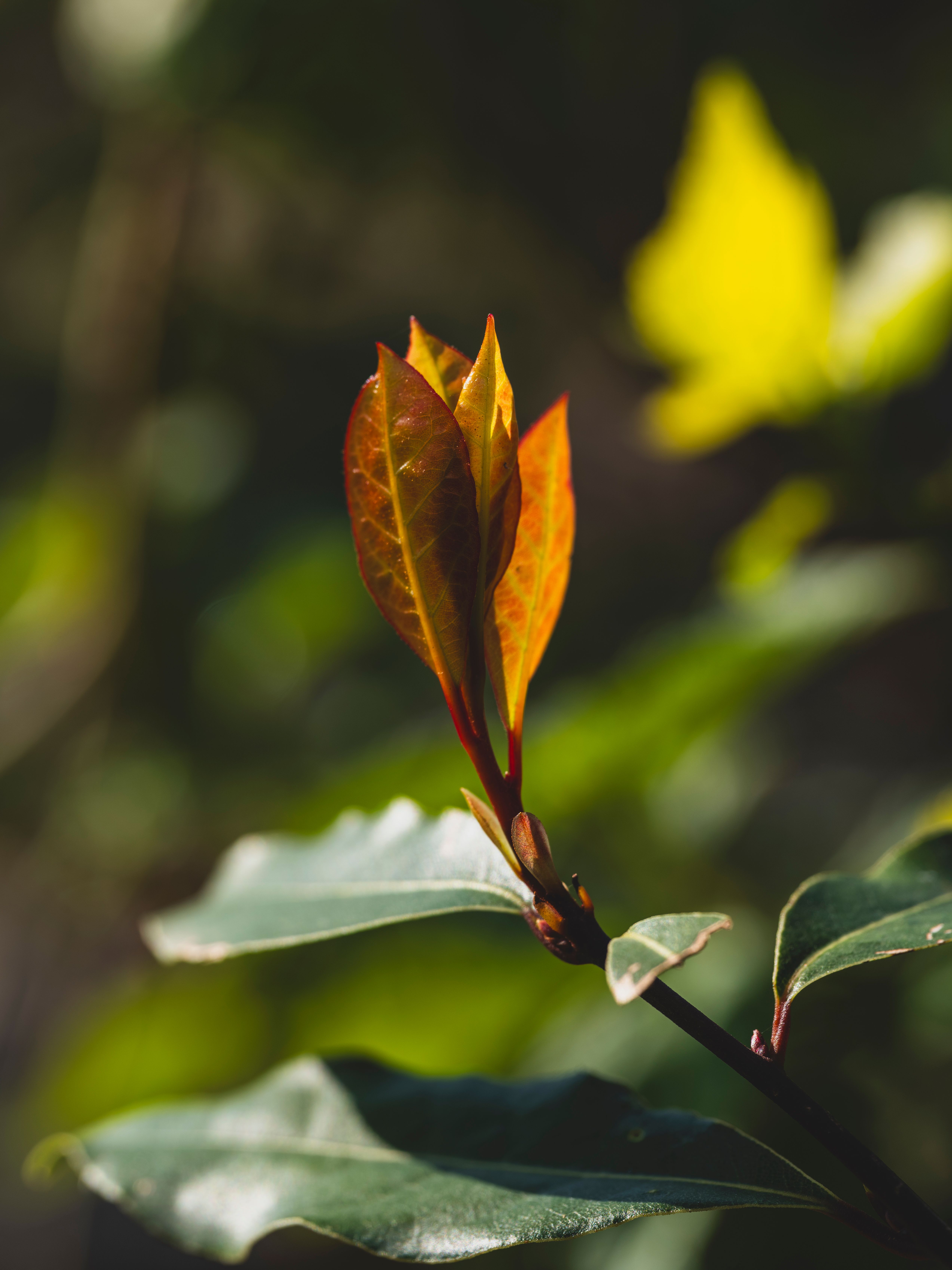 Macro Shot of New Leaf Growth in Spring · Free Stock Photo