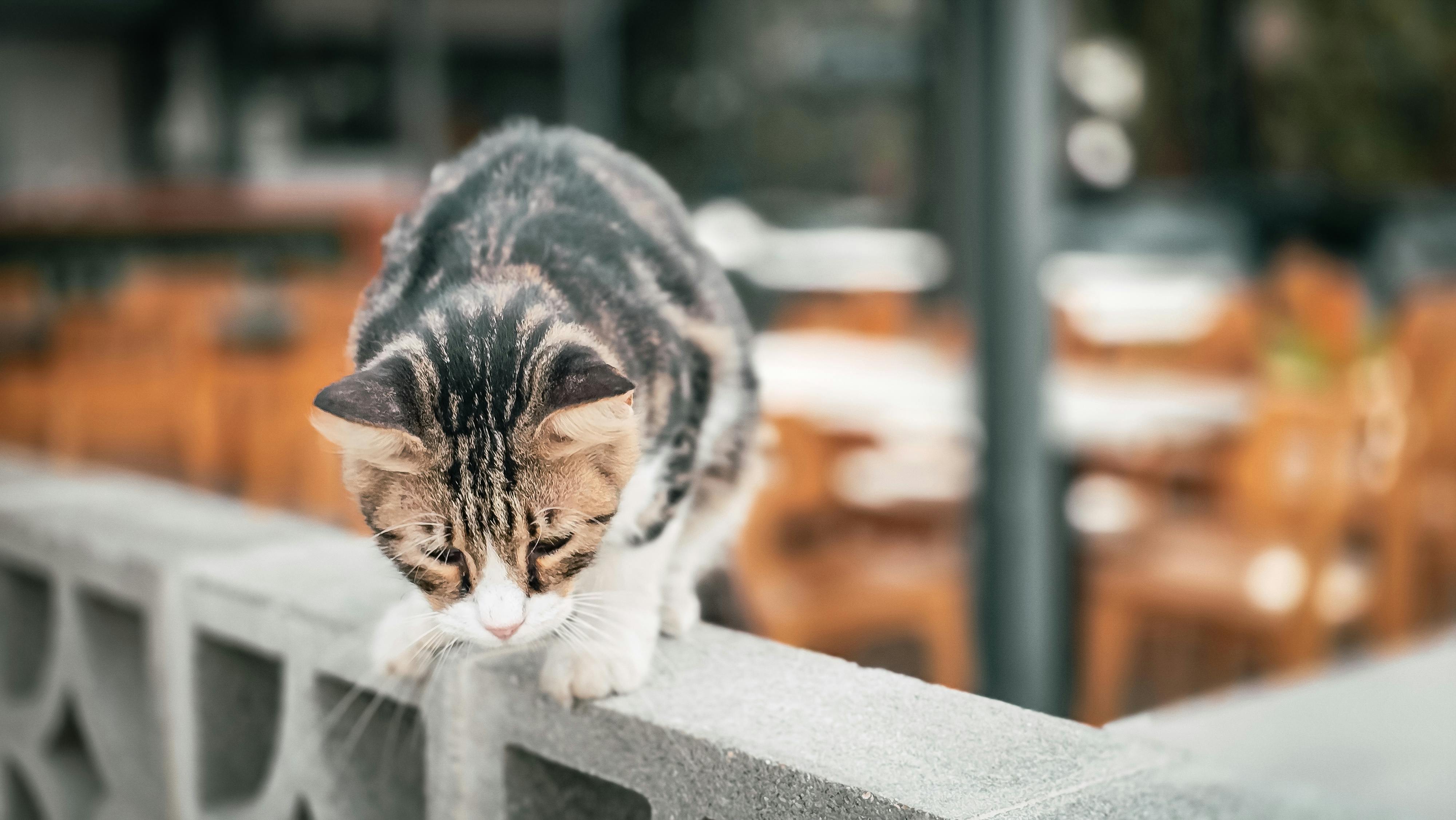 Scared Cat Photos, Download The BEST Free Scared Cat Stock Photos & HD ...