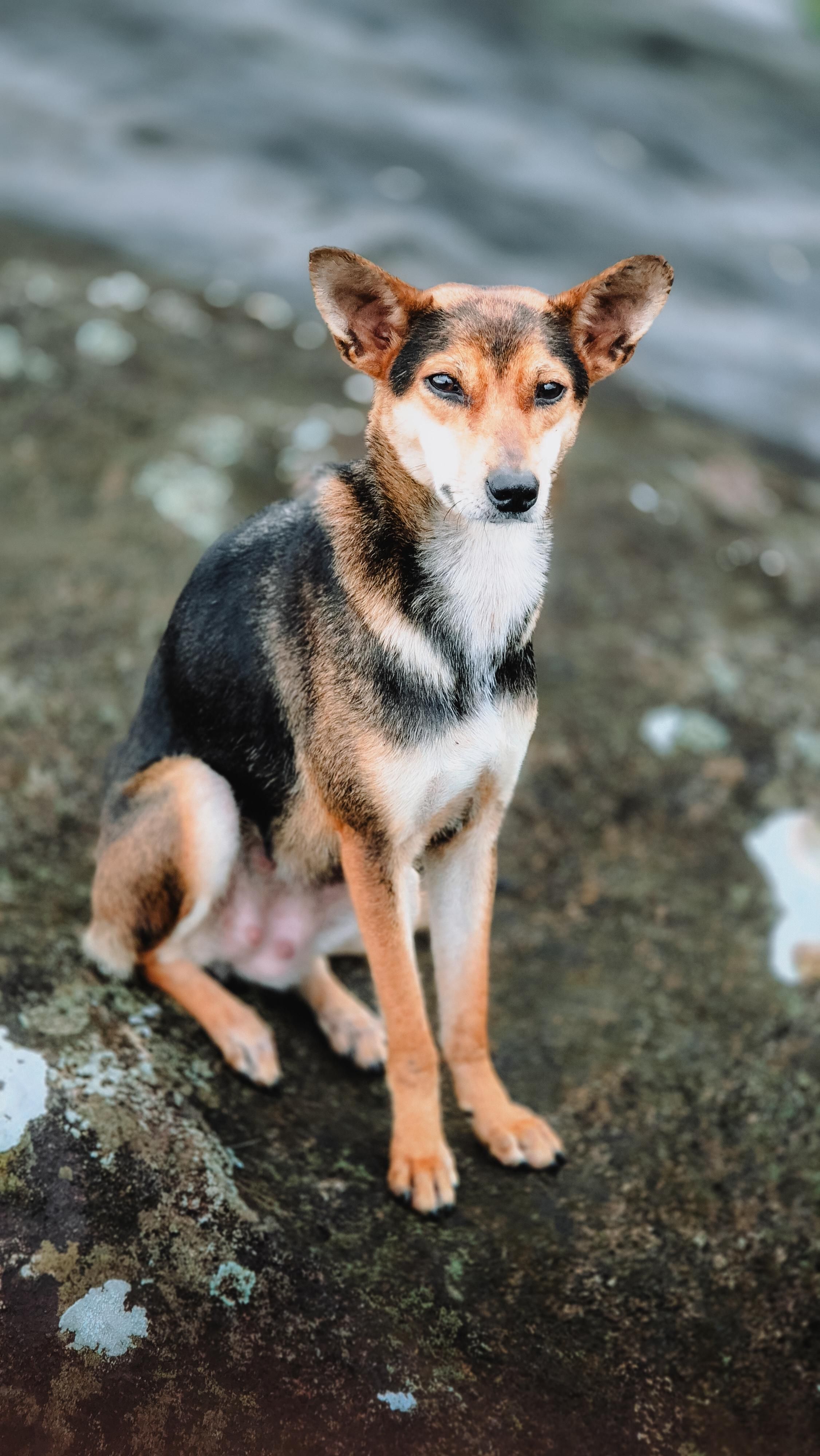 Adorable Indian Pariah Dog on Rock in Kerala · Free Stock Photo
