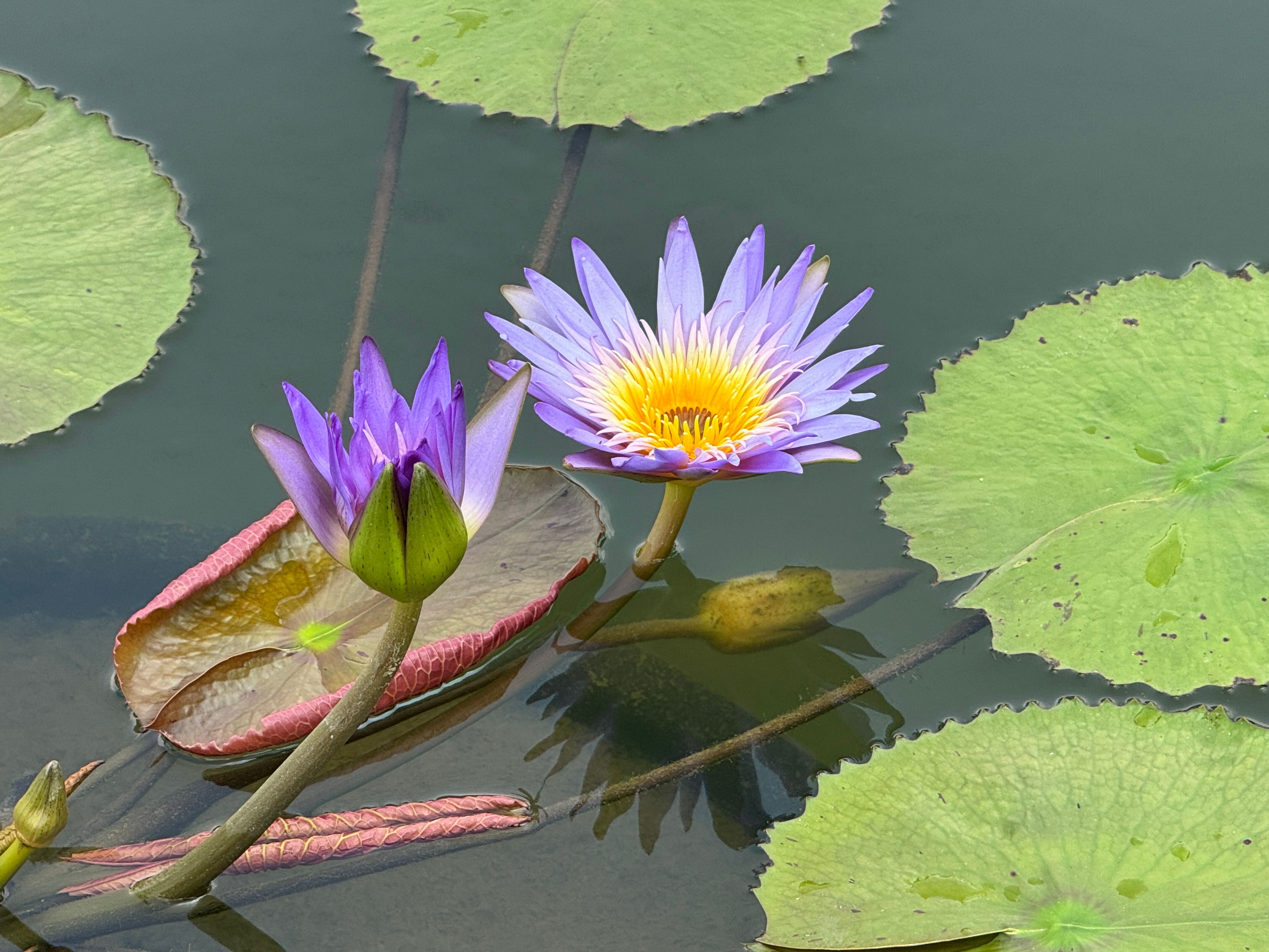 Water Flower Photos, Download The BEST Free Water Flower Stock Photos ...