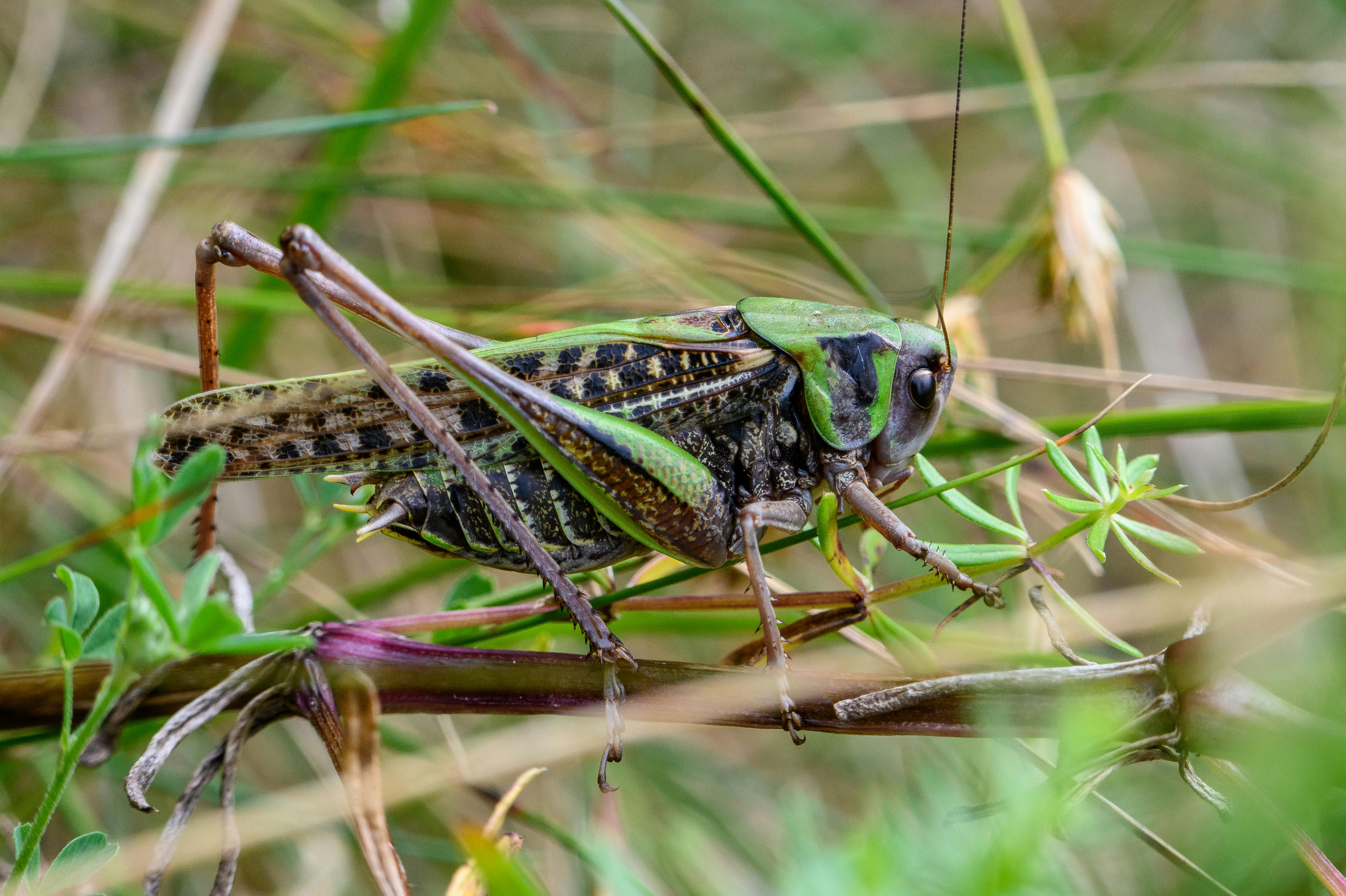 Grasshopper Pattern Photos, Download The BEST Free Grasshopper Pattern ...