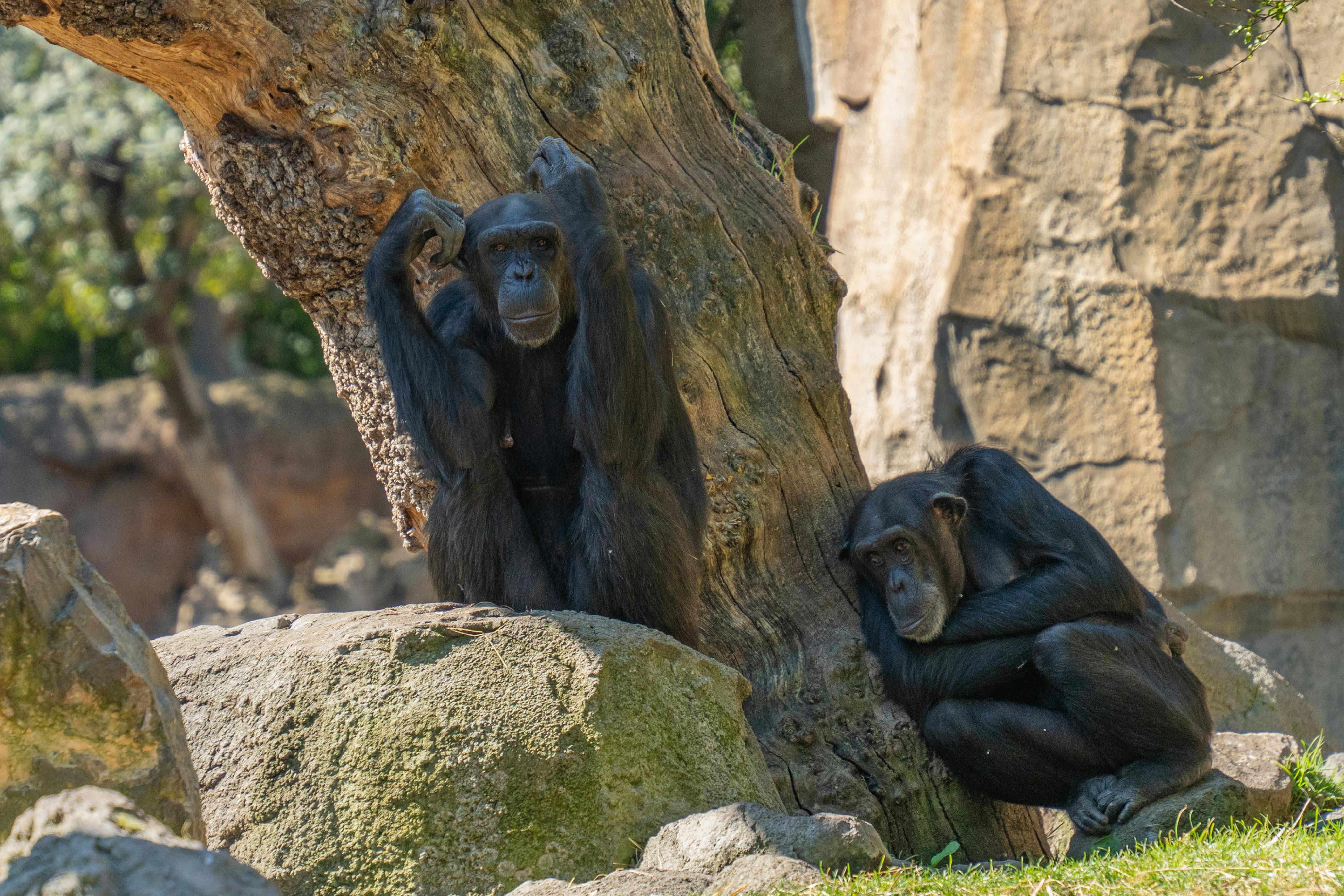 Primate Family Photos, Download The BEST Free Primate Family Stock ...