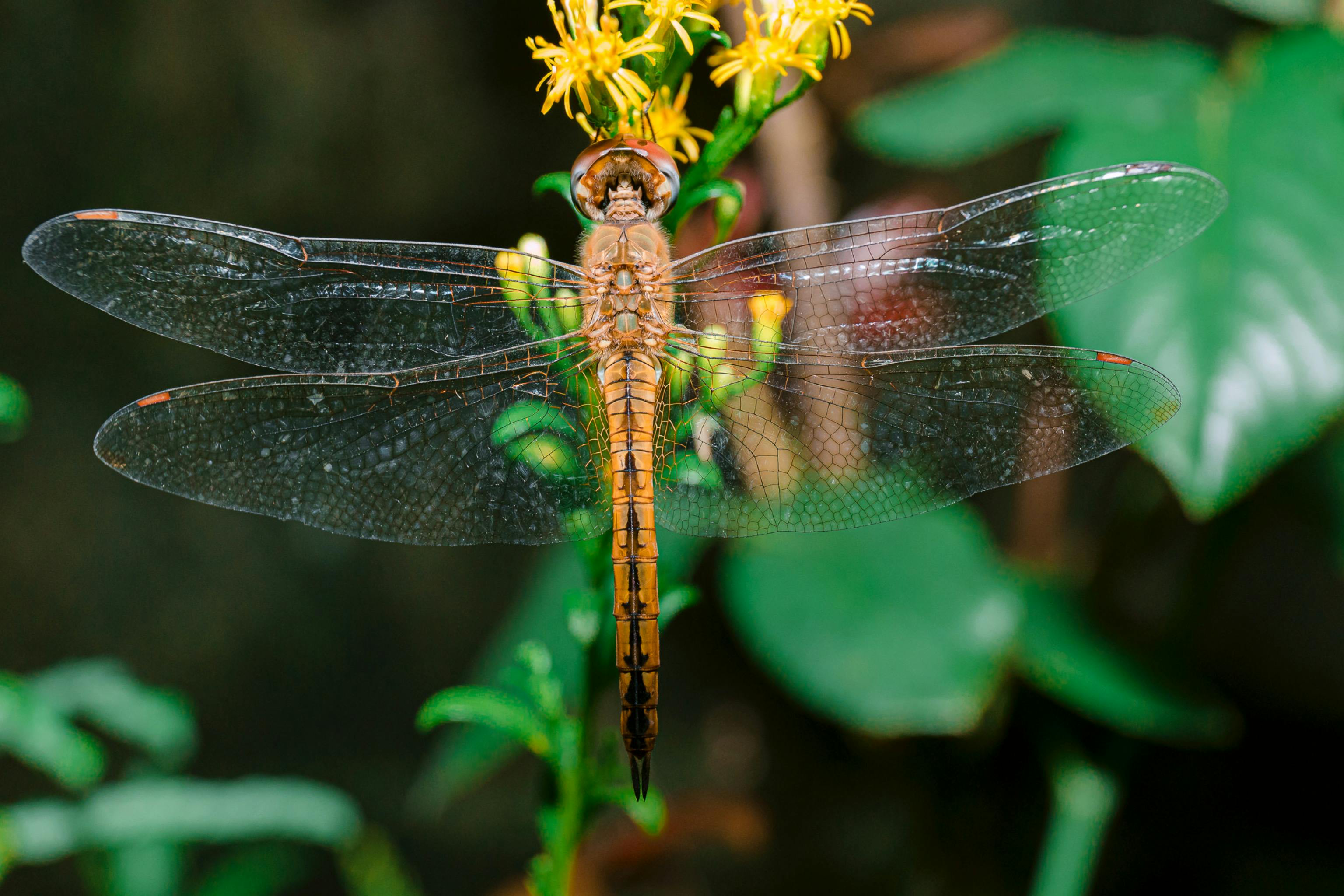 Batman+Wings Photos, Download The BEST Free Batman+Wings Stock Photos ...
