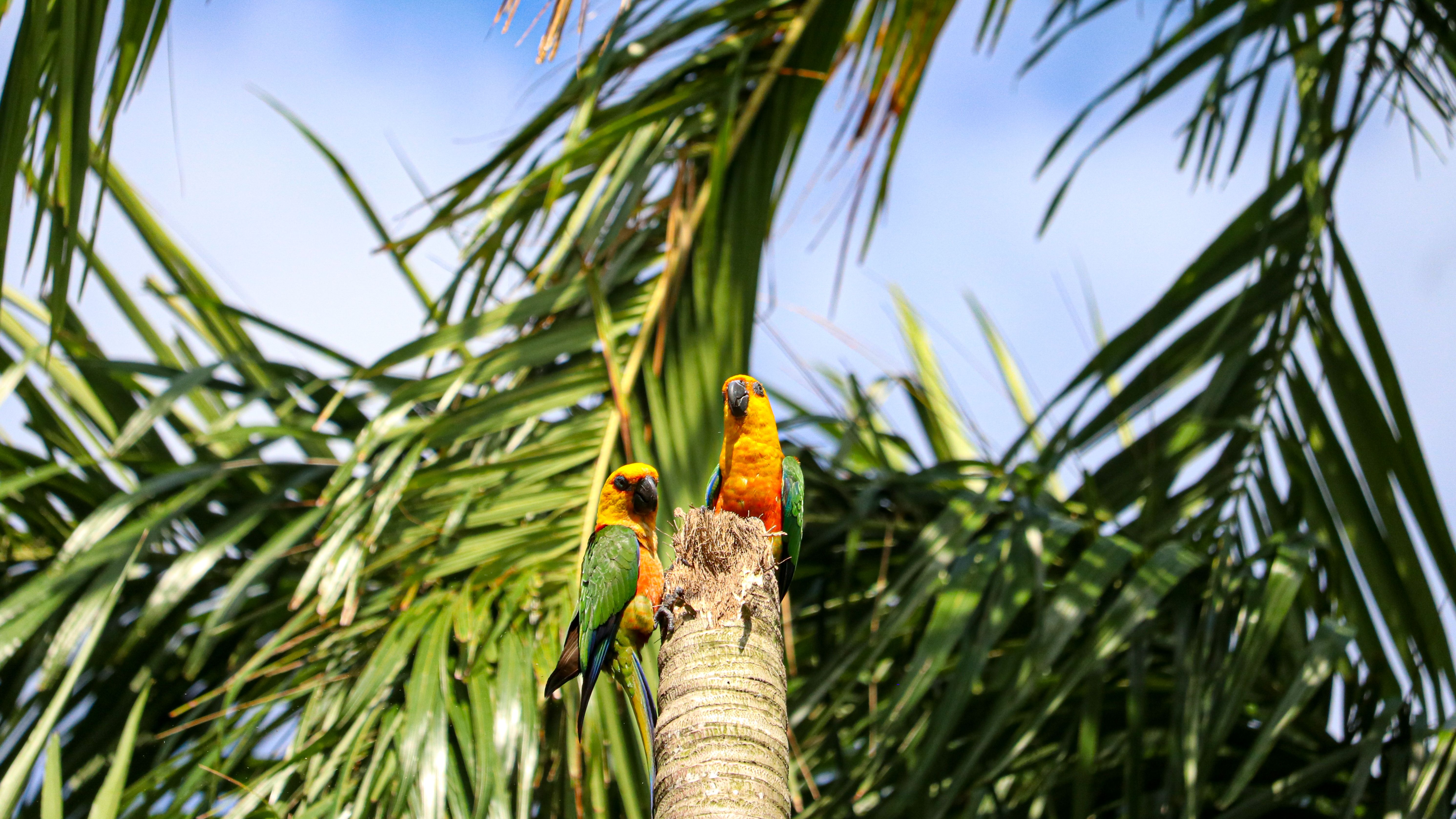 Vibrant Parrots Perched on Palm in Brazil · Free Stock Photo