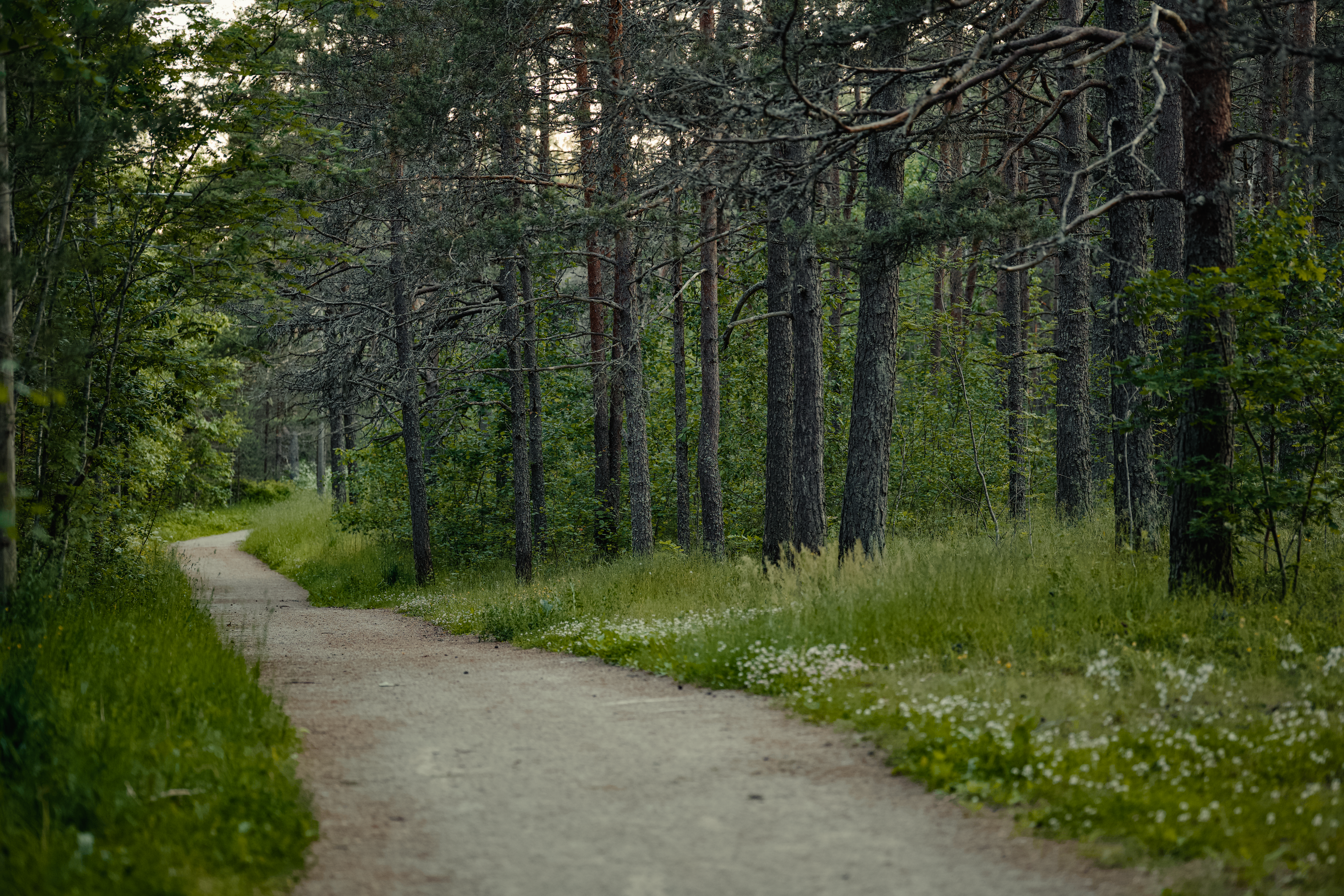 Scenic Pathway Photos, Download The BEST Free Scenic Pathway Stock ...