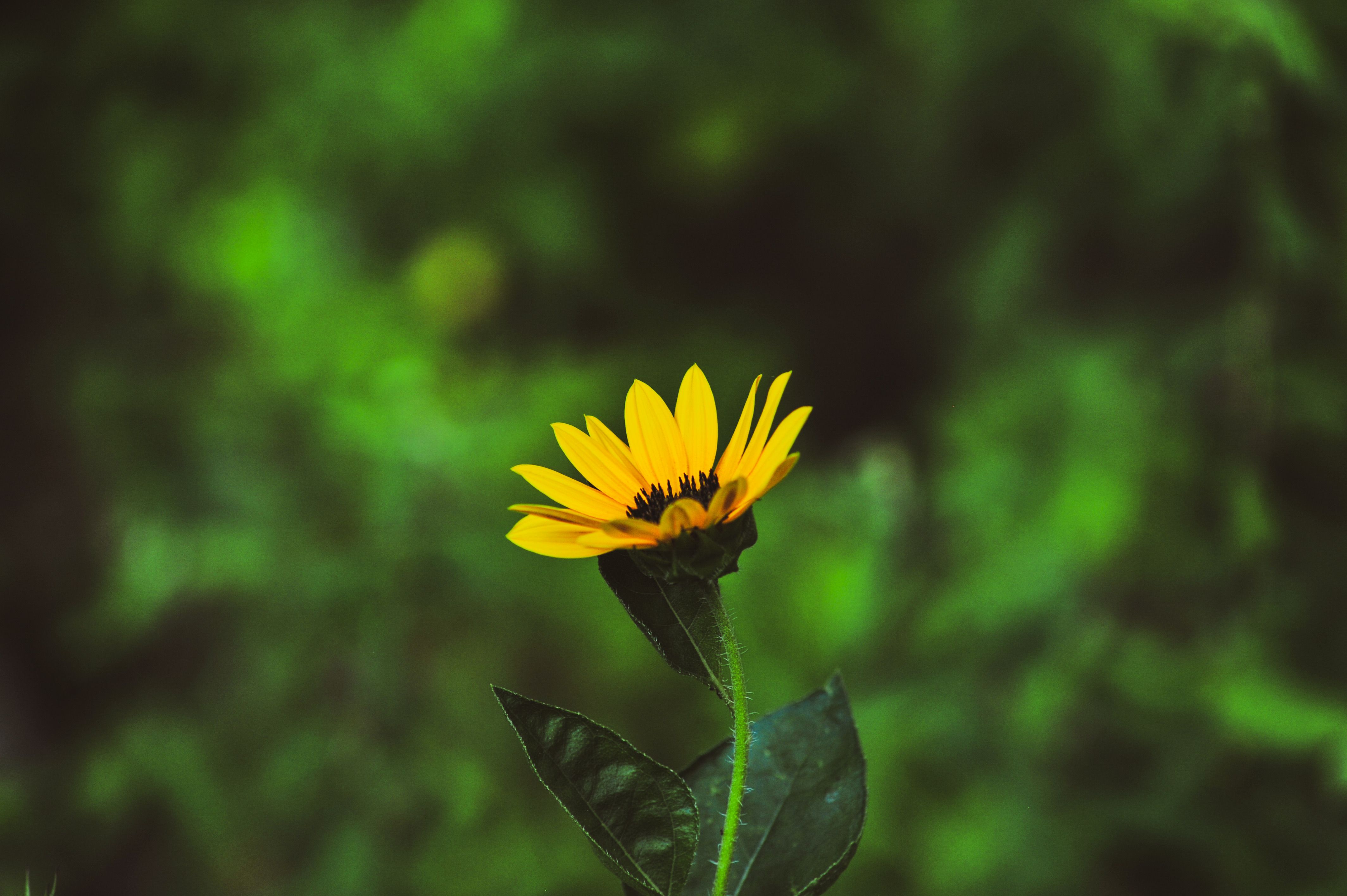 Vibrant Yellow Sunflower in Lush Greenery · Free Stock Photo