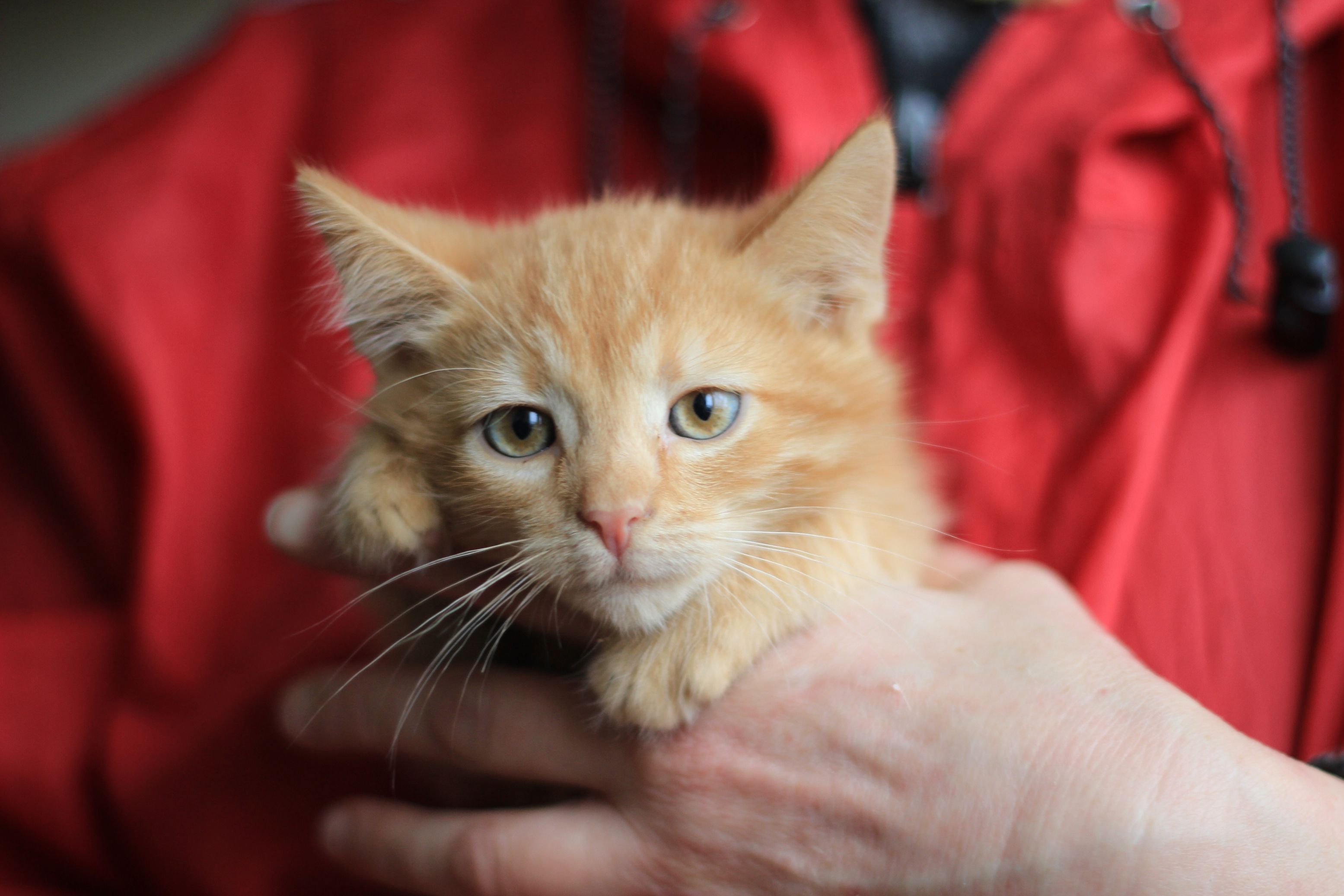 Adorable Ginger Kitten Cradled in Hands · Free Stock Photo