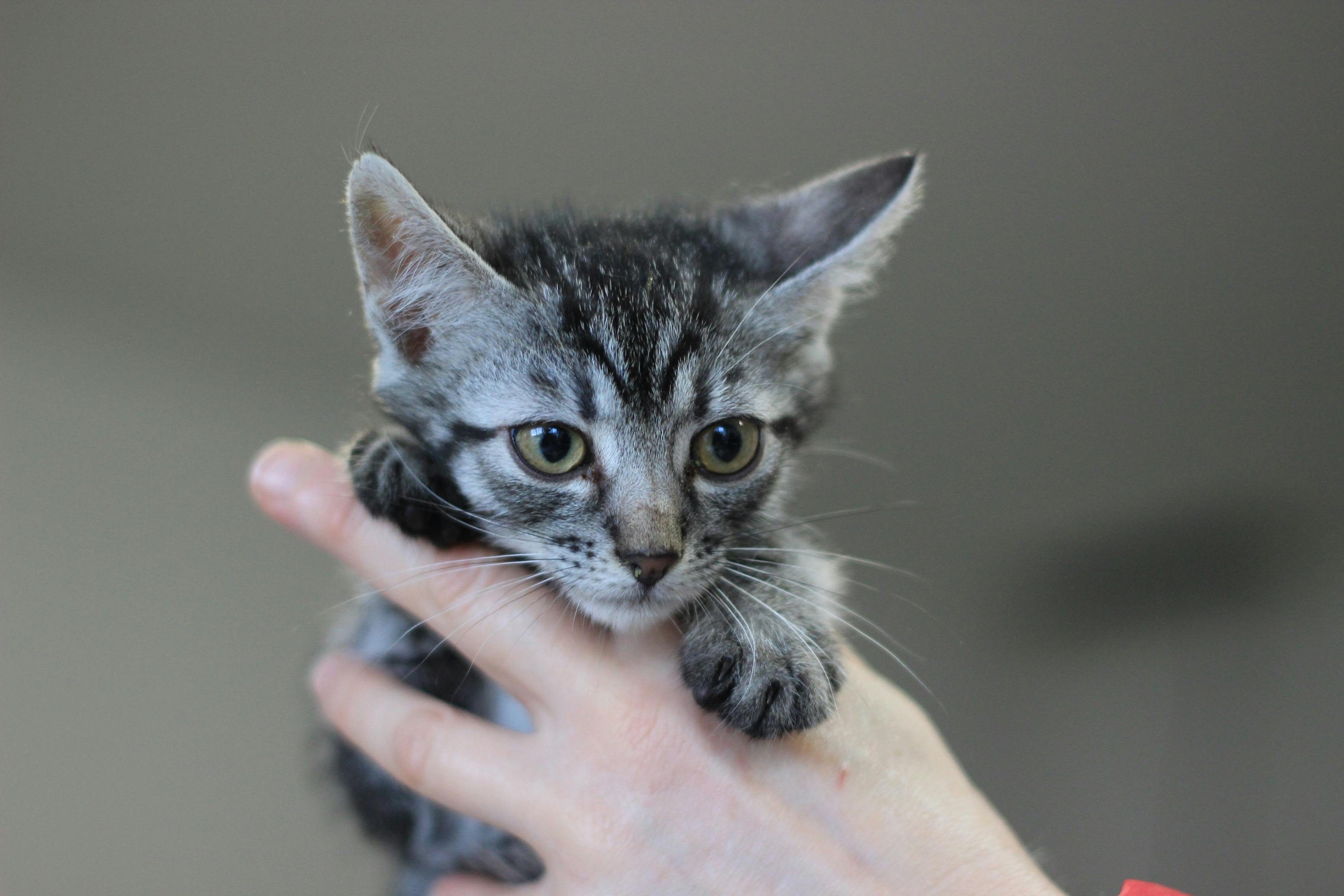 Tiny,+Skinny,+Small+Breasts Photos, Download The BEST Free Tiny,+Skinny,+Small+Breasts Stock ...