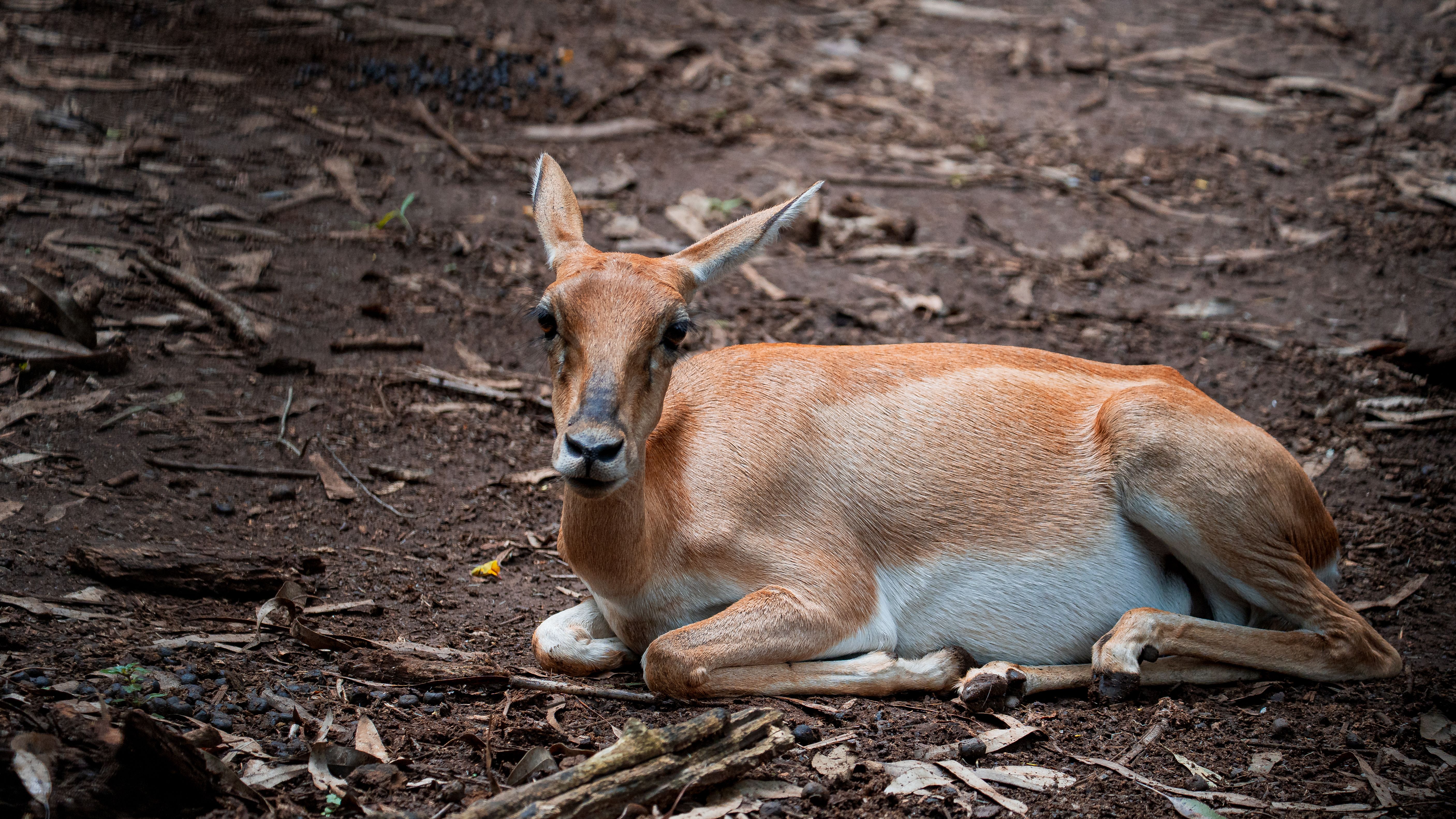 Resting Antelope in Natural Habitat · Free Stock Photo