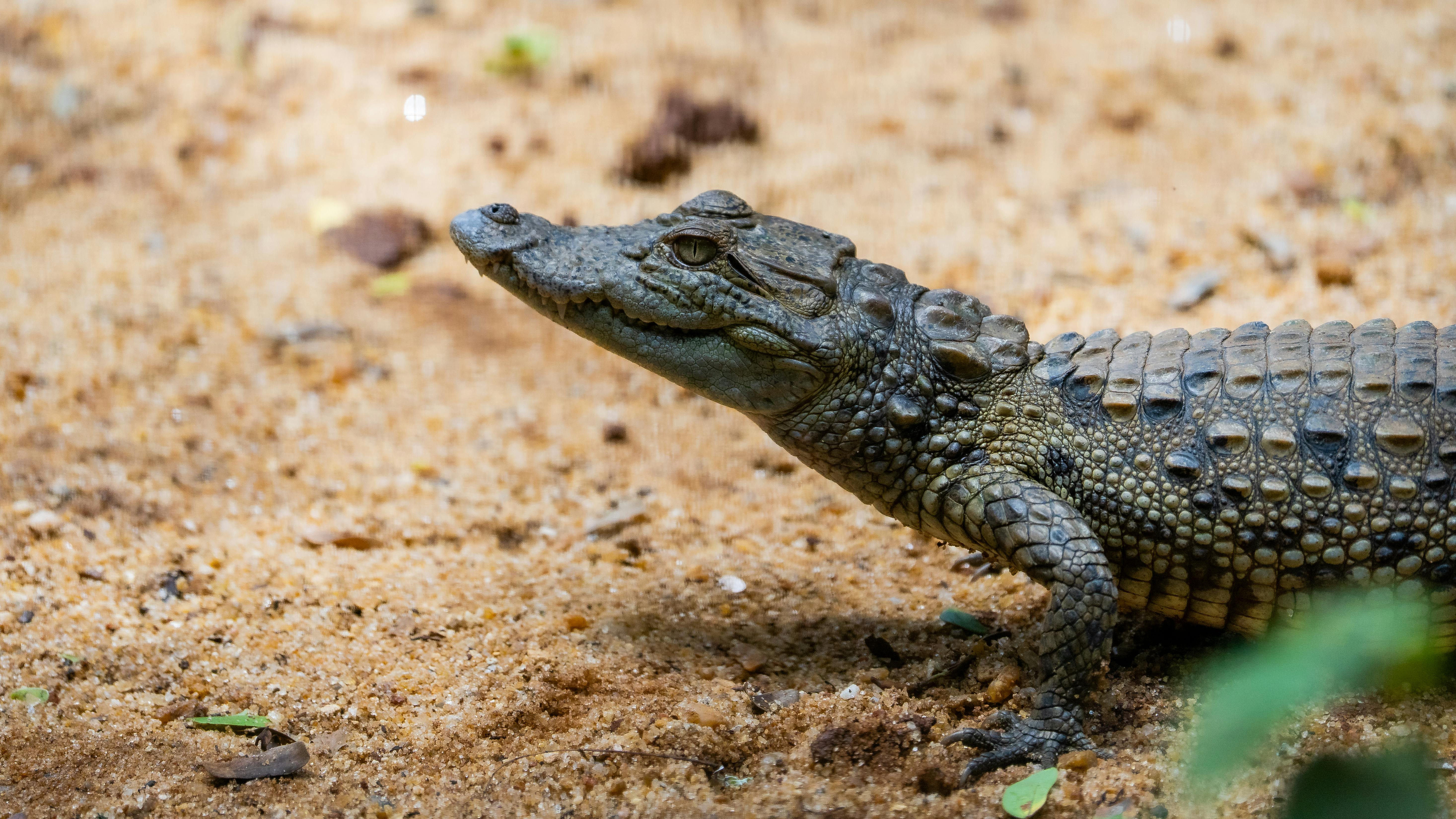 Schedel Snout Photos, Download The BEST Free Schedel Snout Stock Photos ...