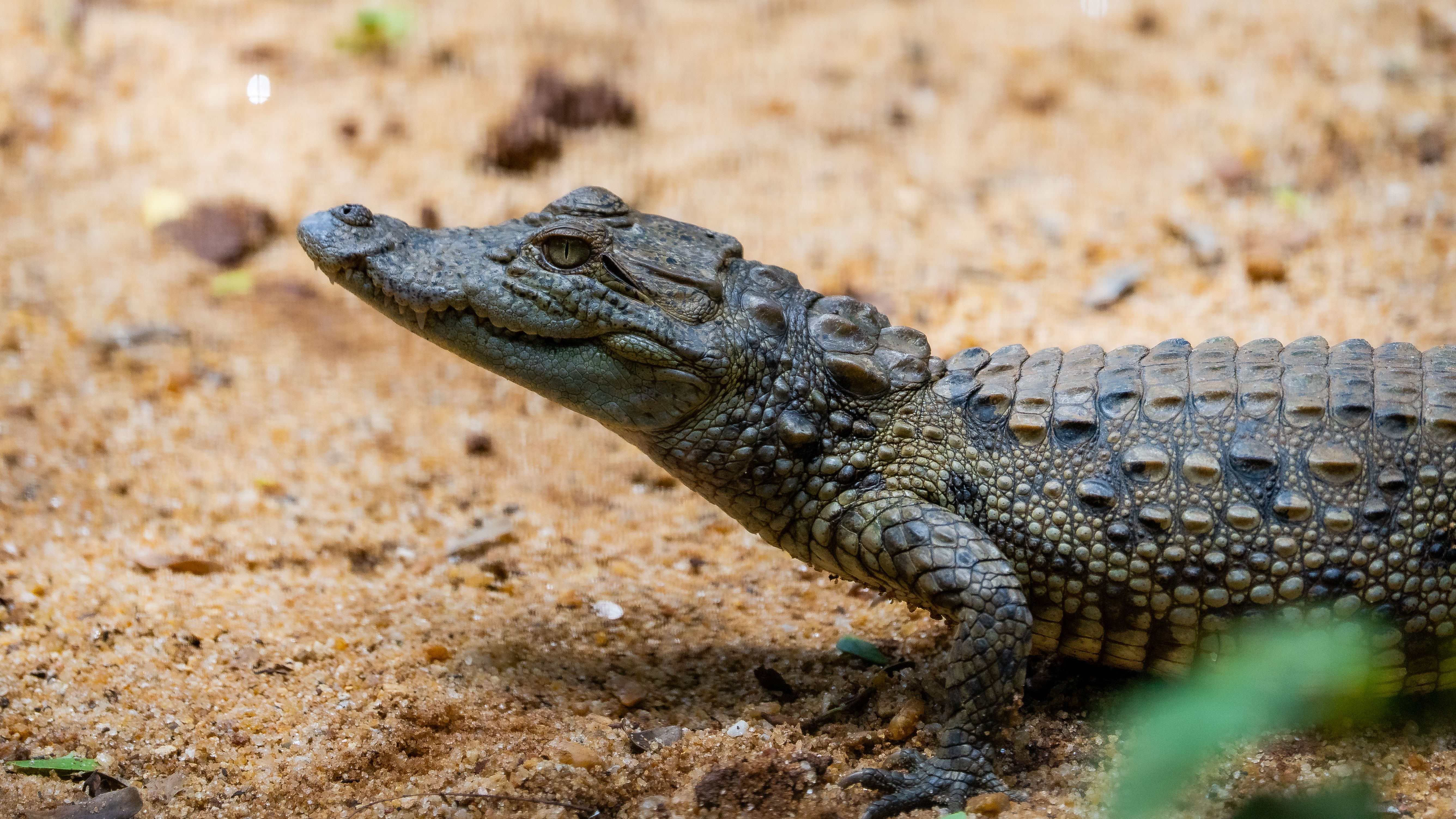 Close-up of a Nile Crocodile on Sand · Free Stock Photo