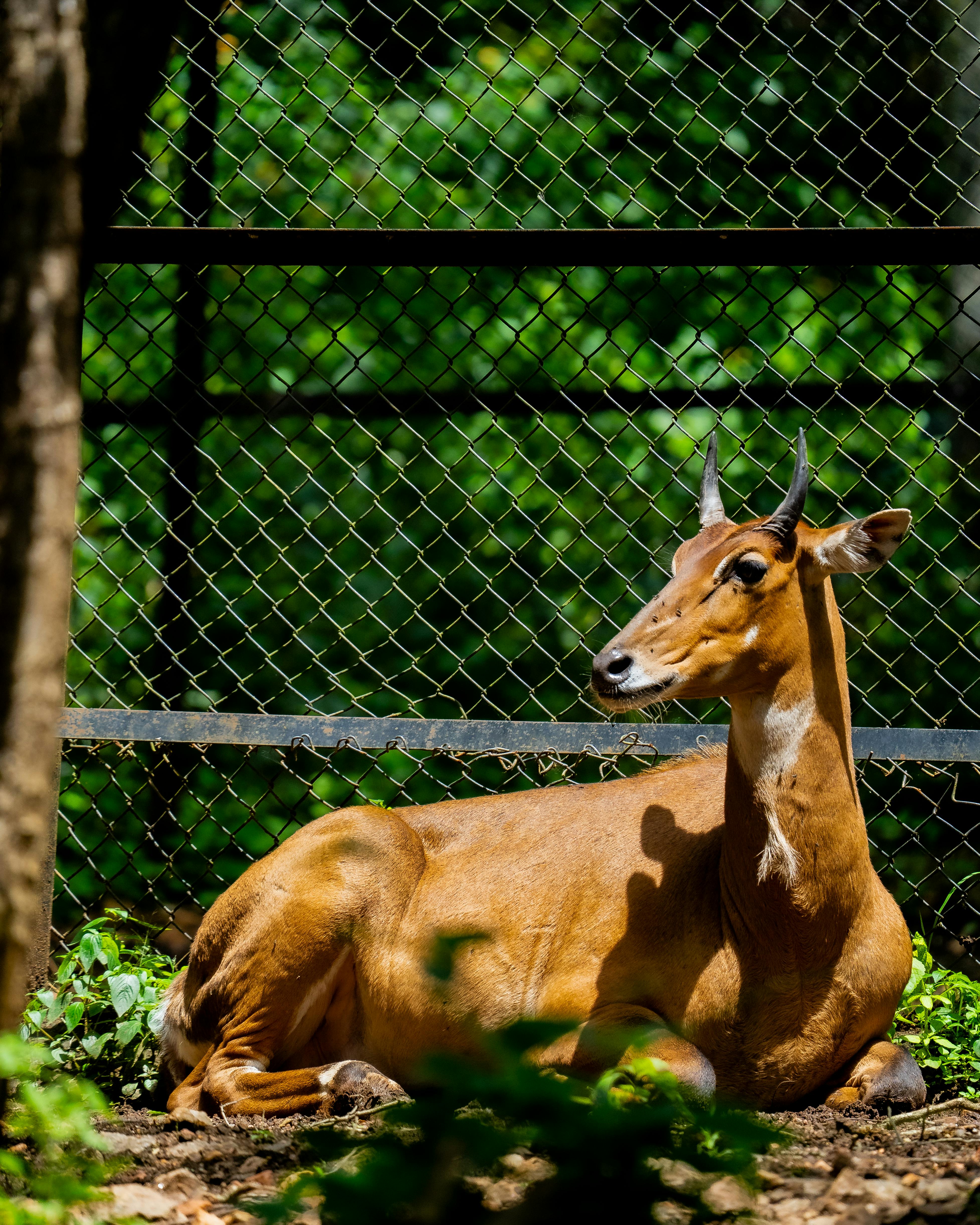 Resting Nilgai Antelope in Zoo Enclosure · Free Stock Photo