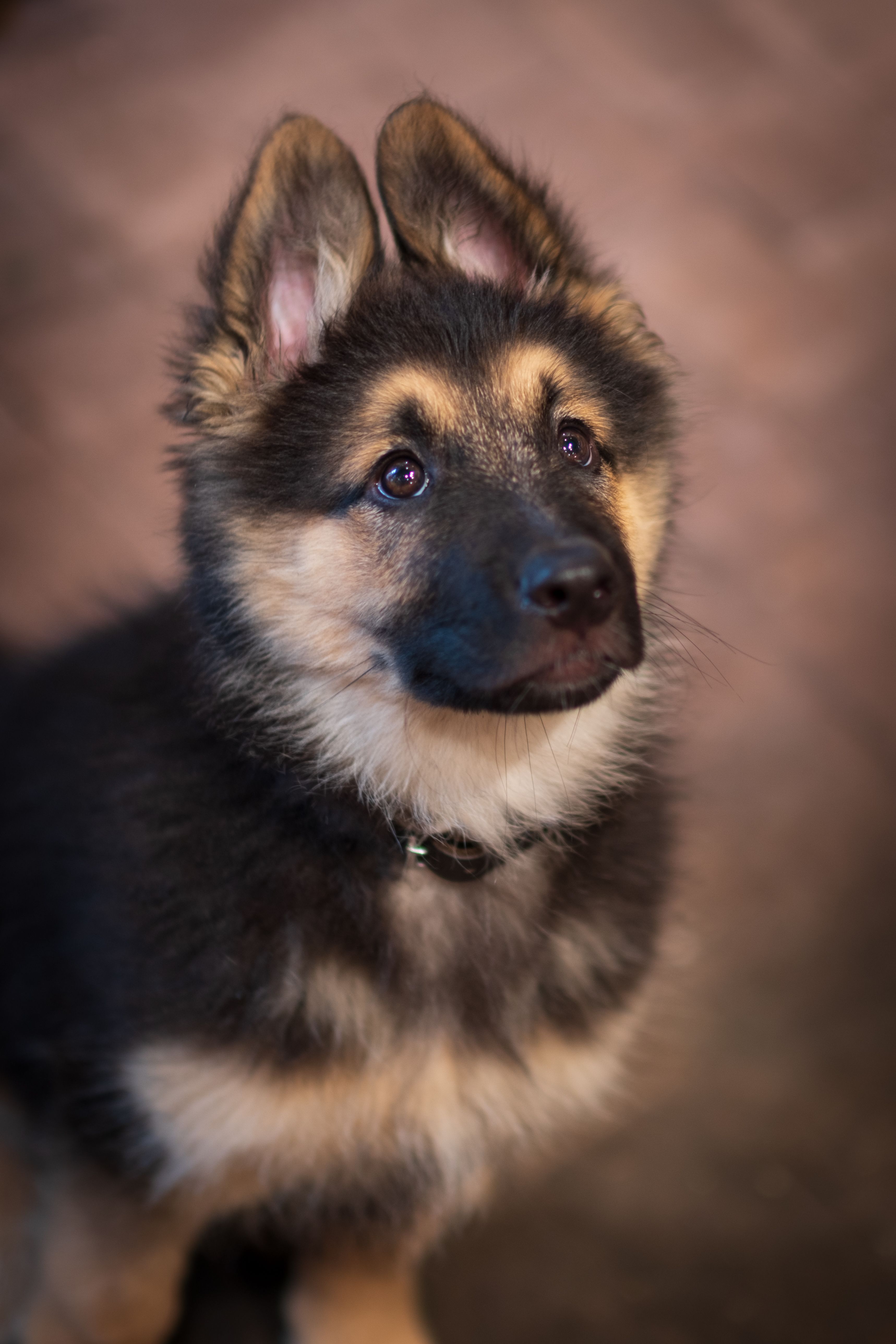 Cute Fluffy German Shepherd Puppy Portrait · Free Stock Photo