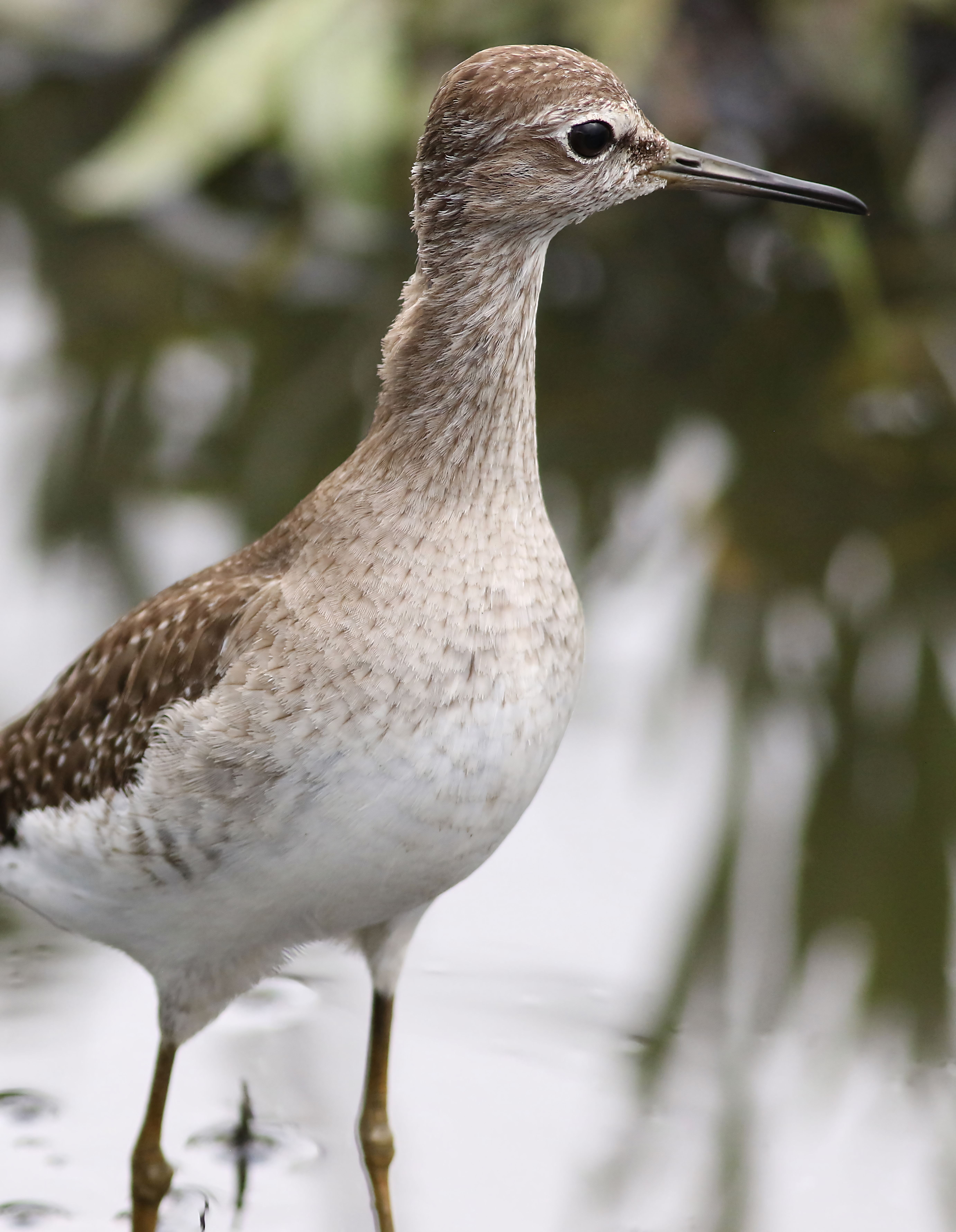 Wood Sandpiper in a Natural Wetland Setting · Free Stock Photo