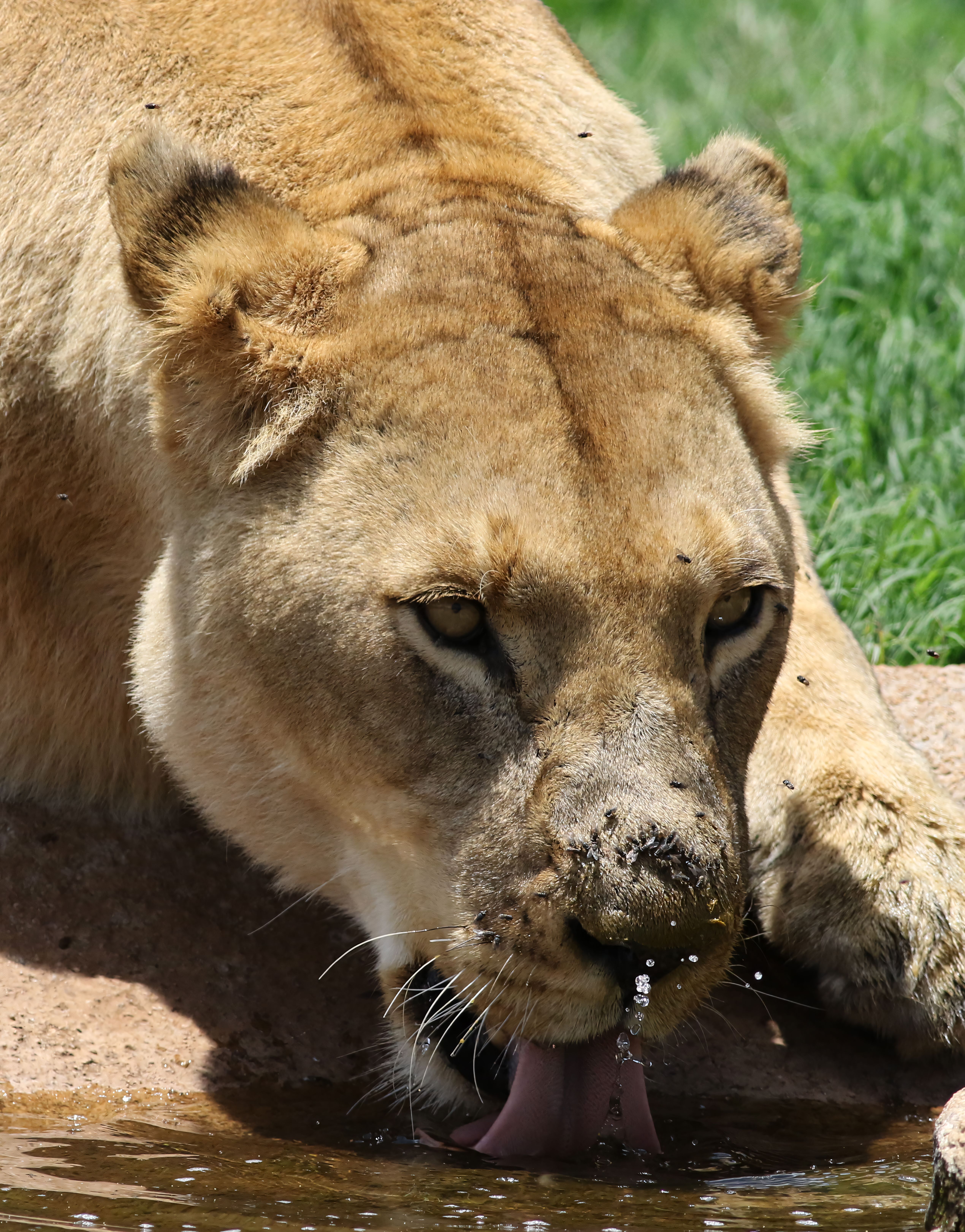 Leão Africano, Panthera Leo, No Parque De Caça Krugersdorp, áfrica Do ...