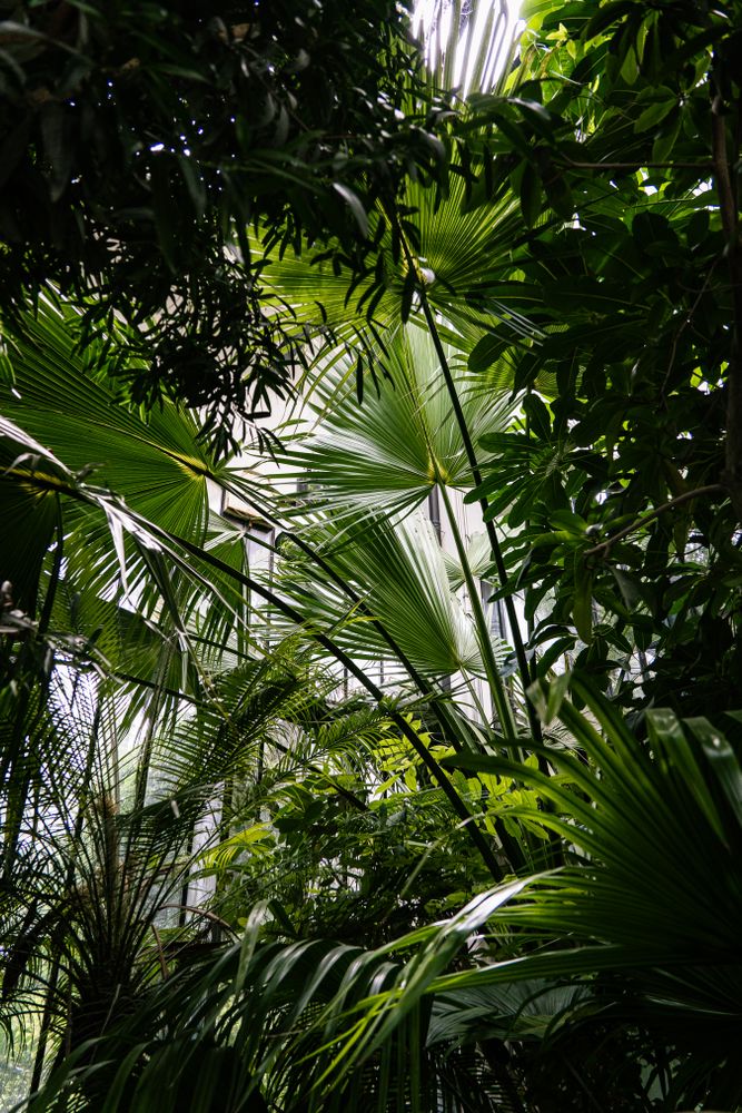 Jungle Photos, Download The BEST Free Jungle Stock Photos & HD Images