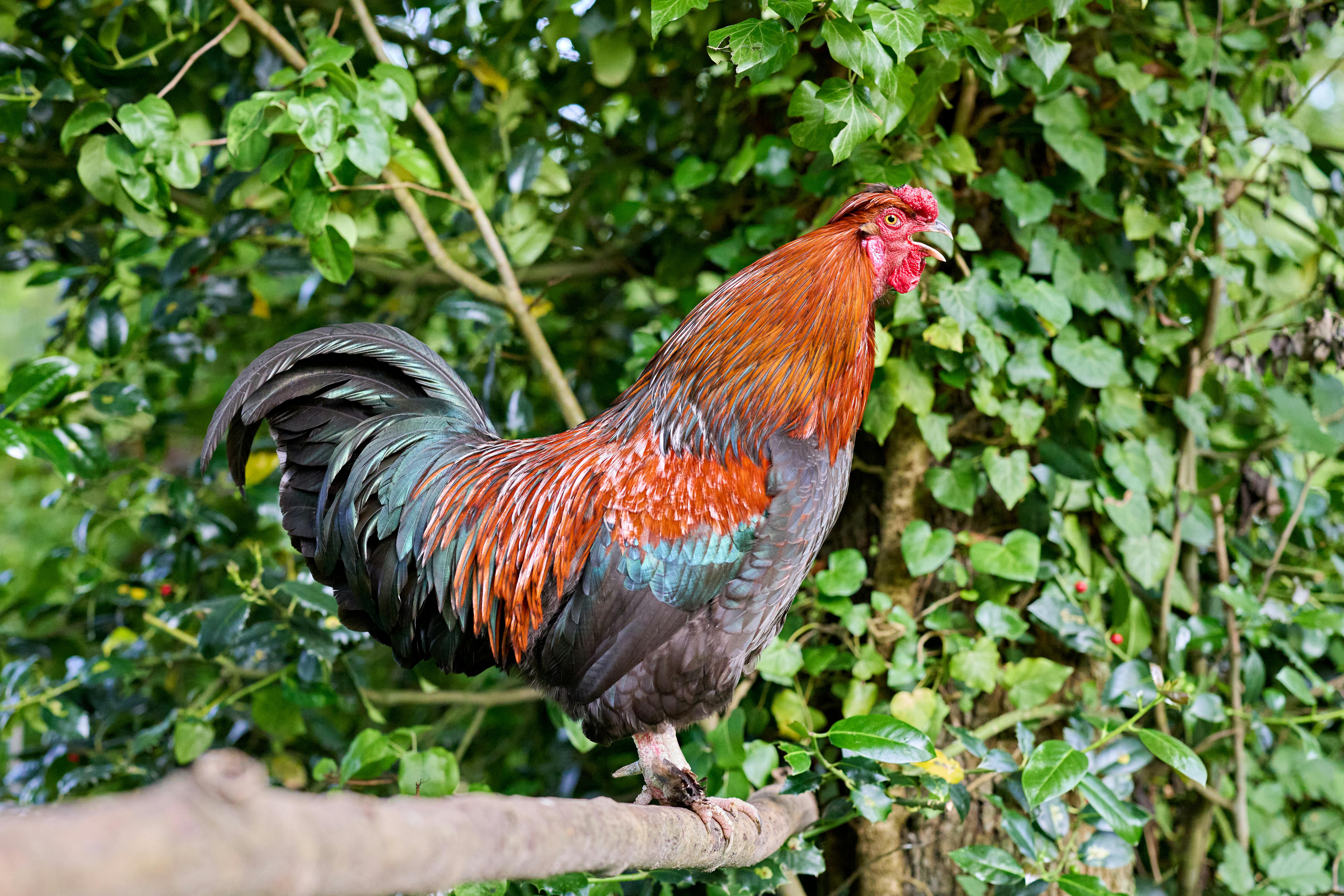 Vibrant Rooster Perched on a Branch in Lush Greenery · Free Stock Photo