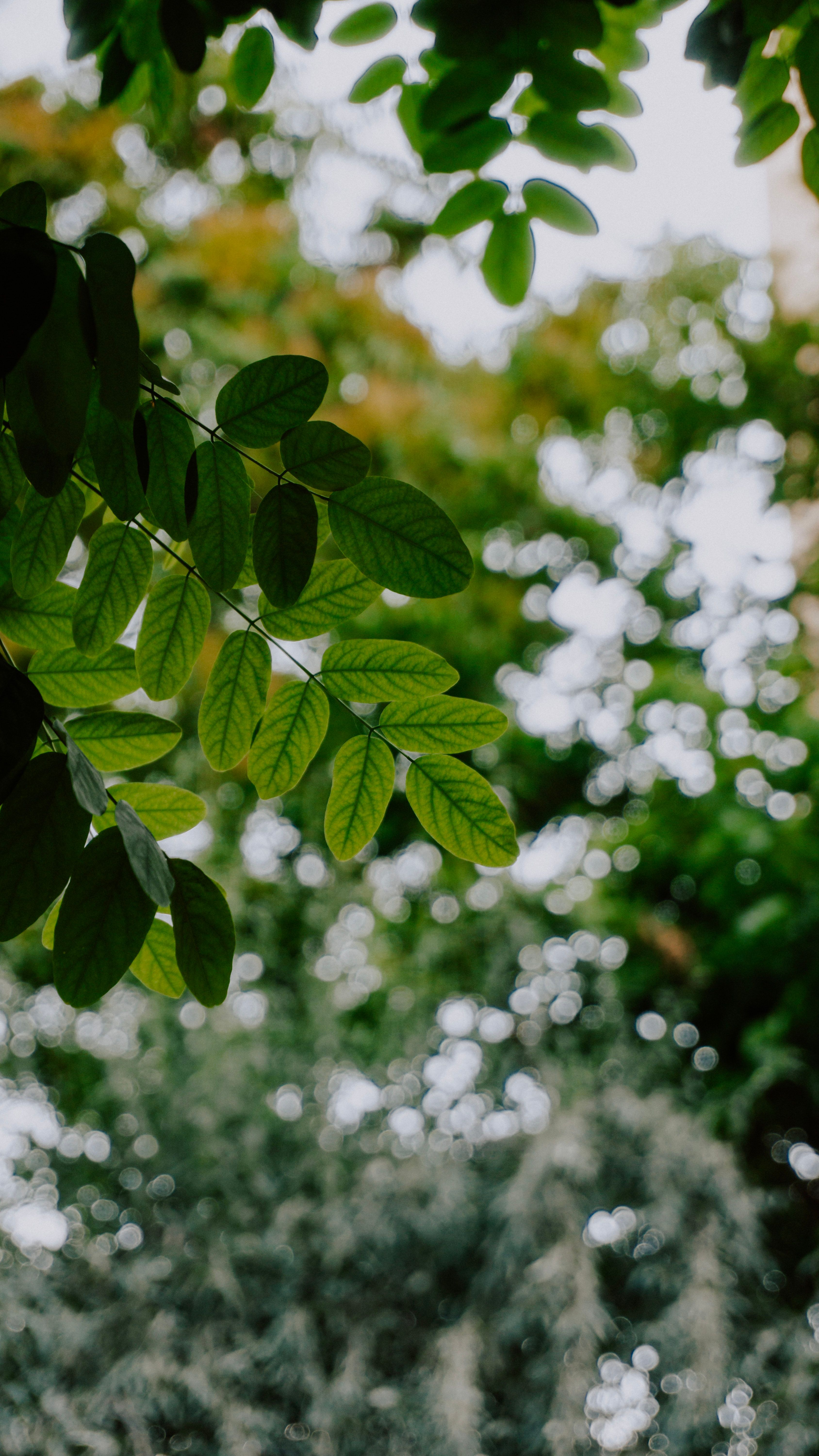 Lush Green Leaves on a Tree in Natural Light · Free Stock Photo