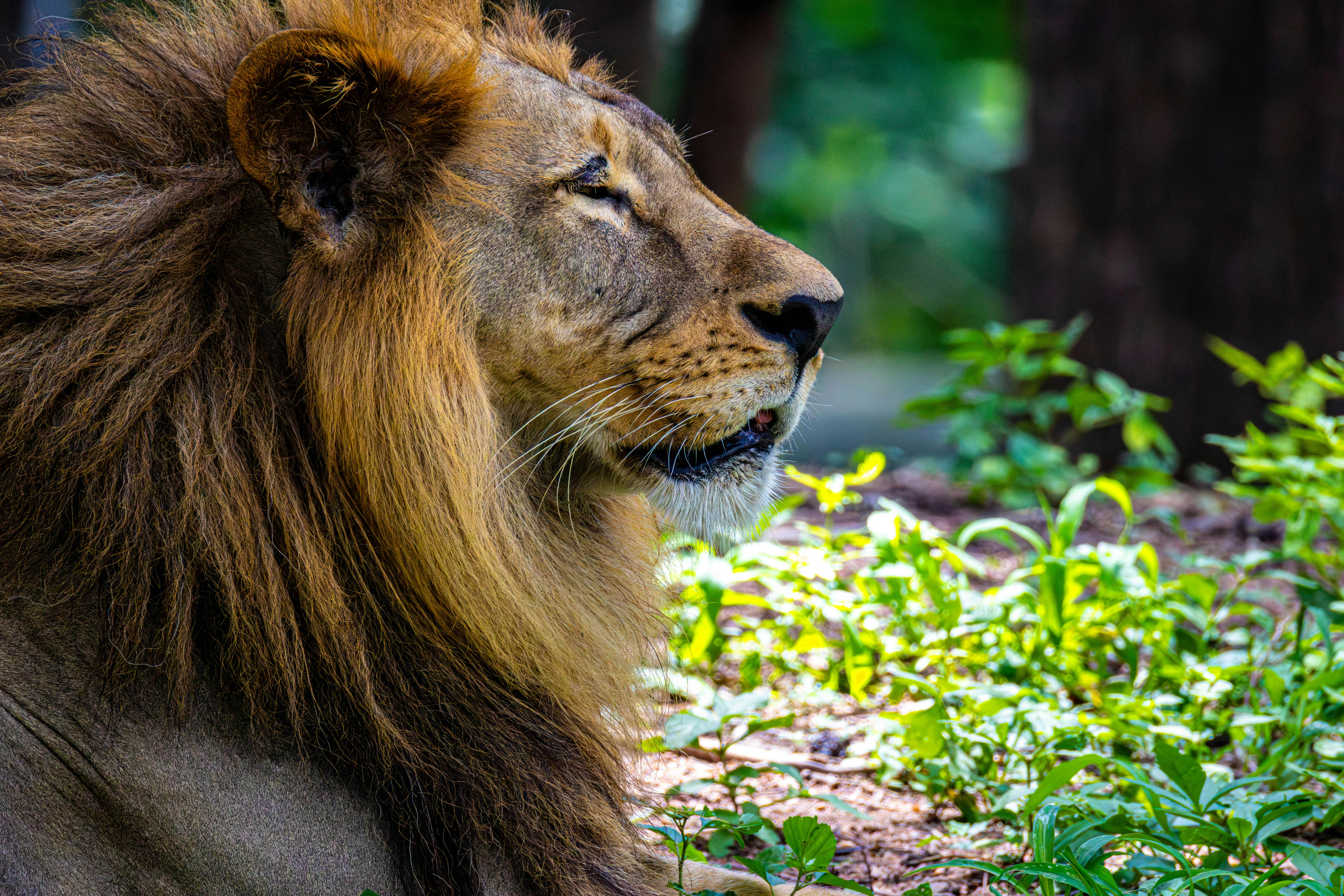 King Taj Photos, Download The BEST Free King Taj Stock Photos & HD Images