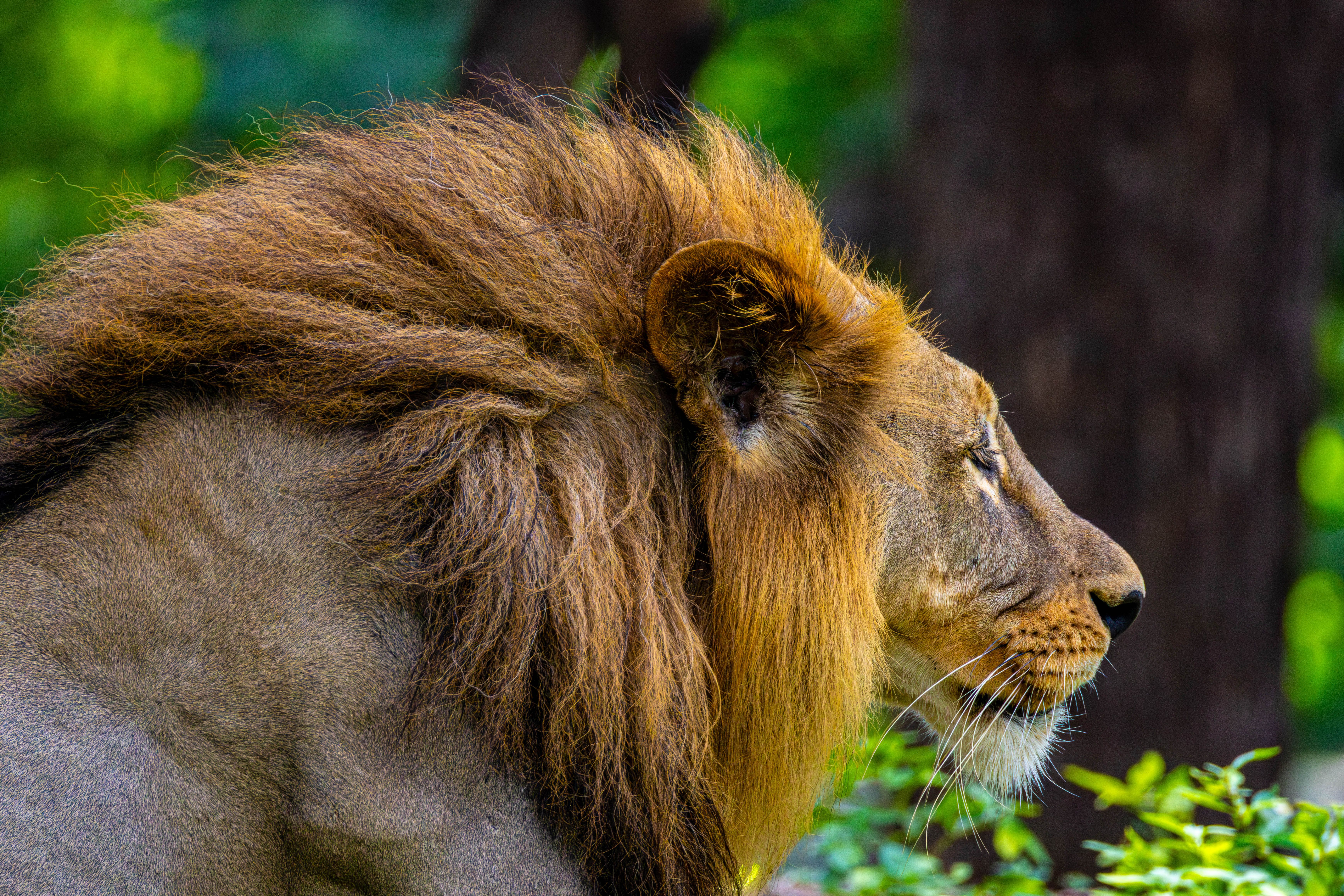Lion Side Profile Photos, Download The BEST Free Lion Side Profile ...