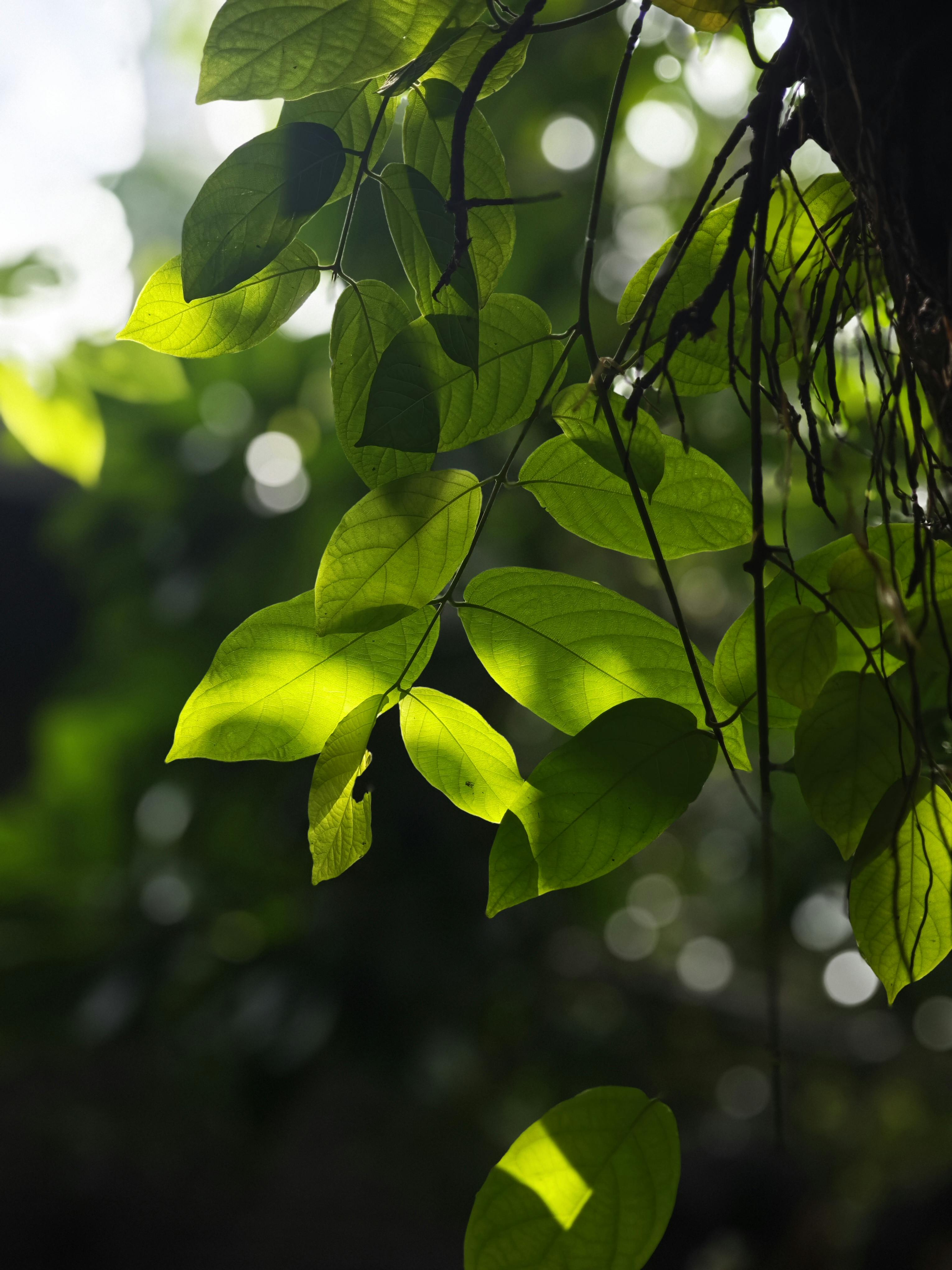 Shade And Shadows Photos, Download The BEST Free Shade And Shadows ...