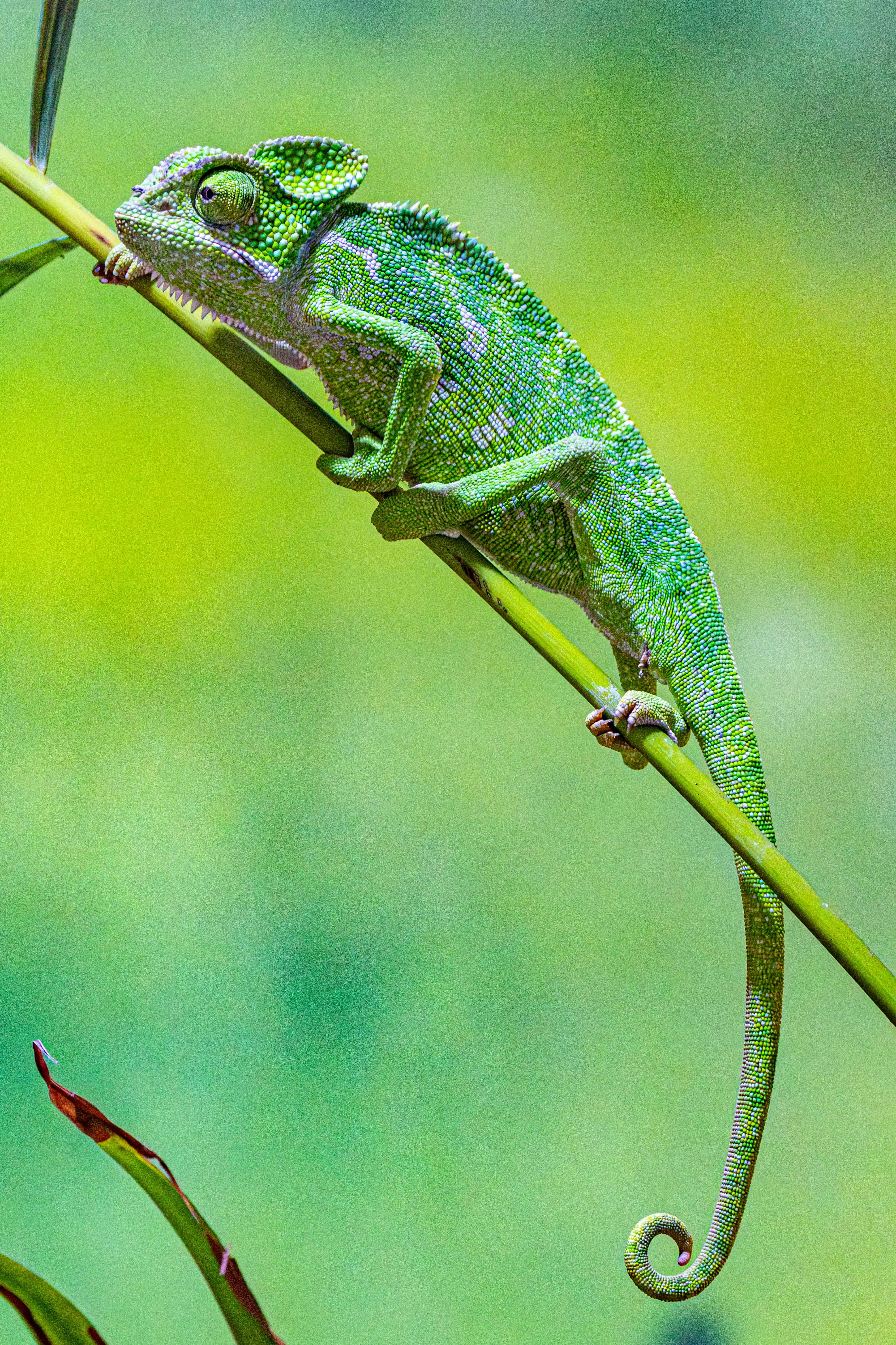 Close-up of Green Chameleon in Natural Habitat · Free Stock Photo