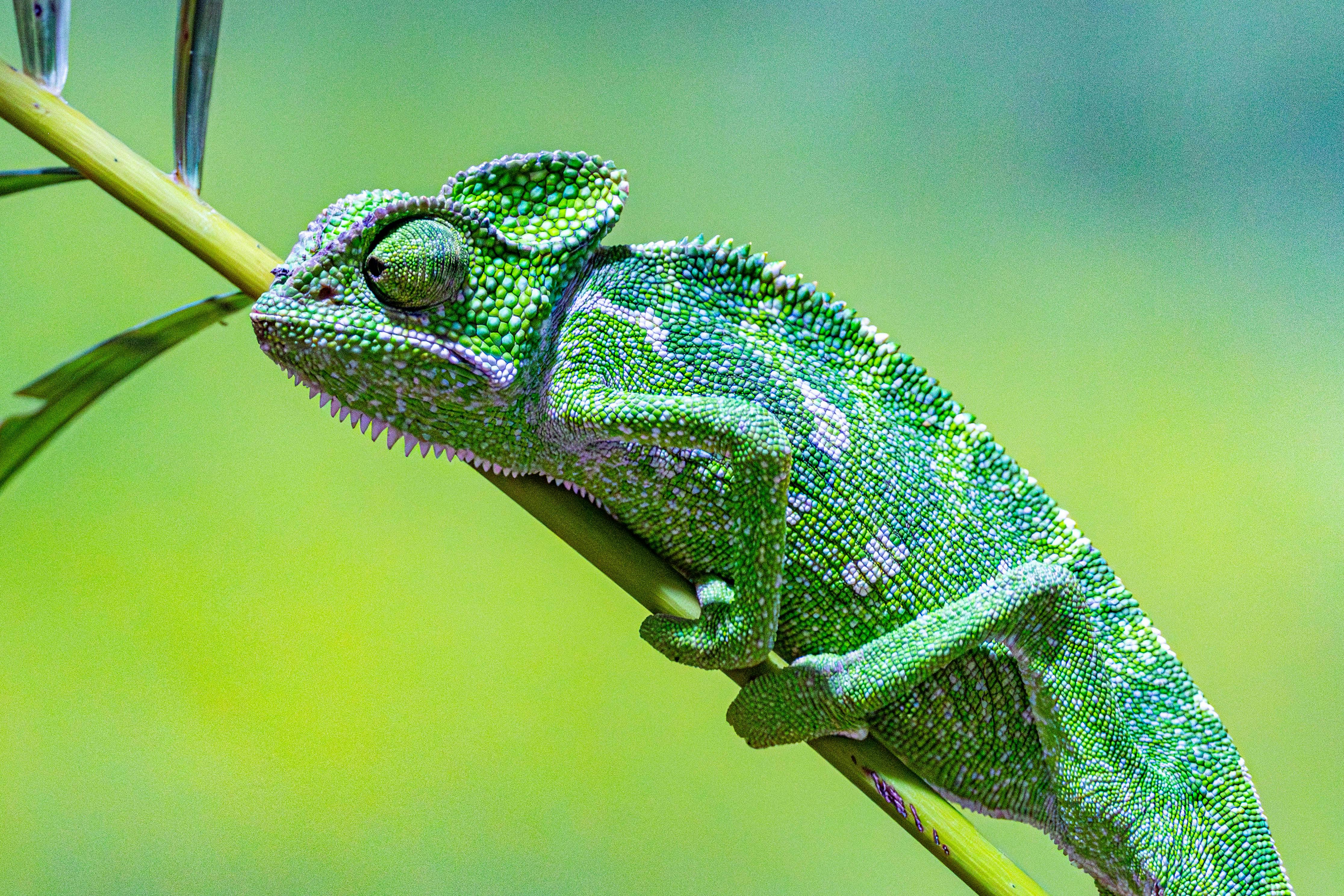 Kids+Drawing+Pictures+Without+Colour Photos, Download The BEST Free ...