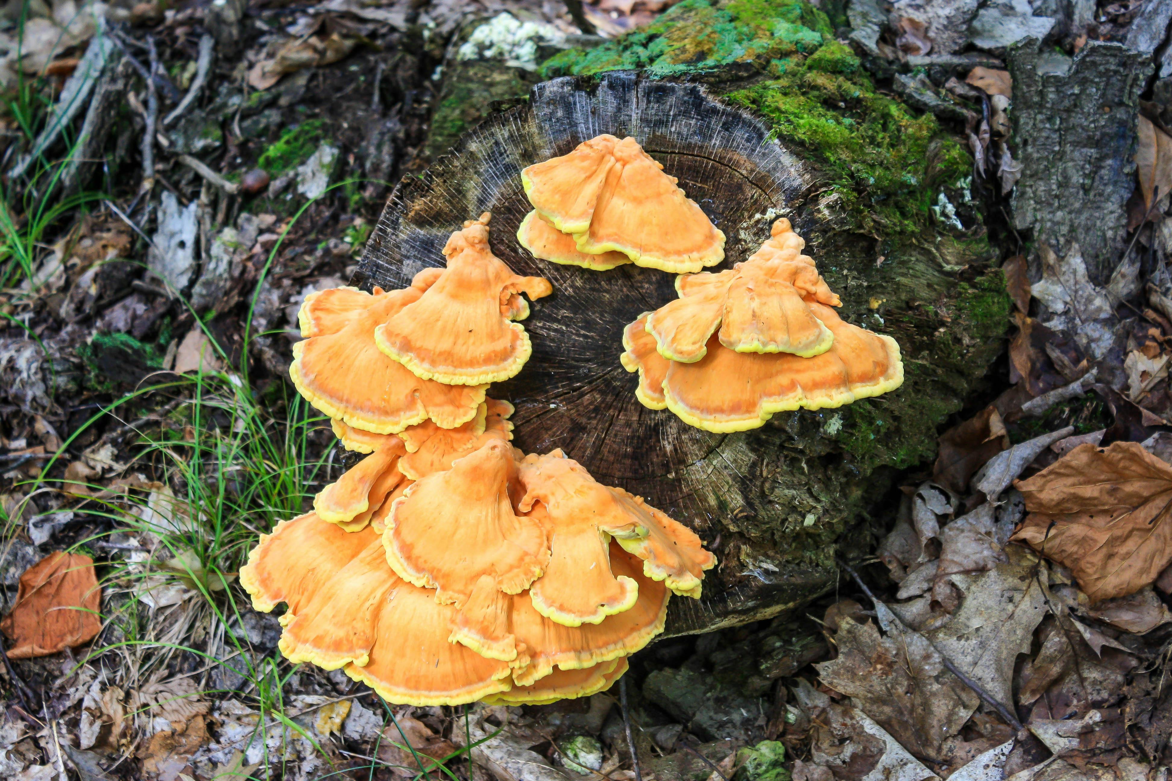 Free stock photo of fungus, log, moss
