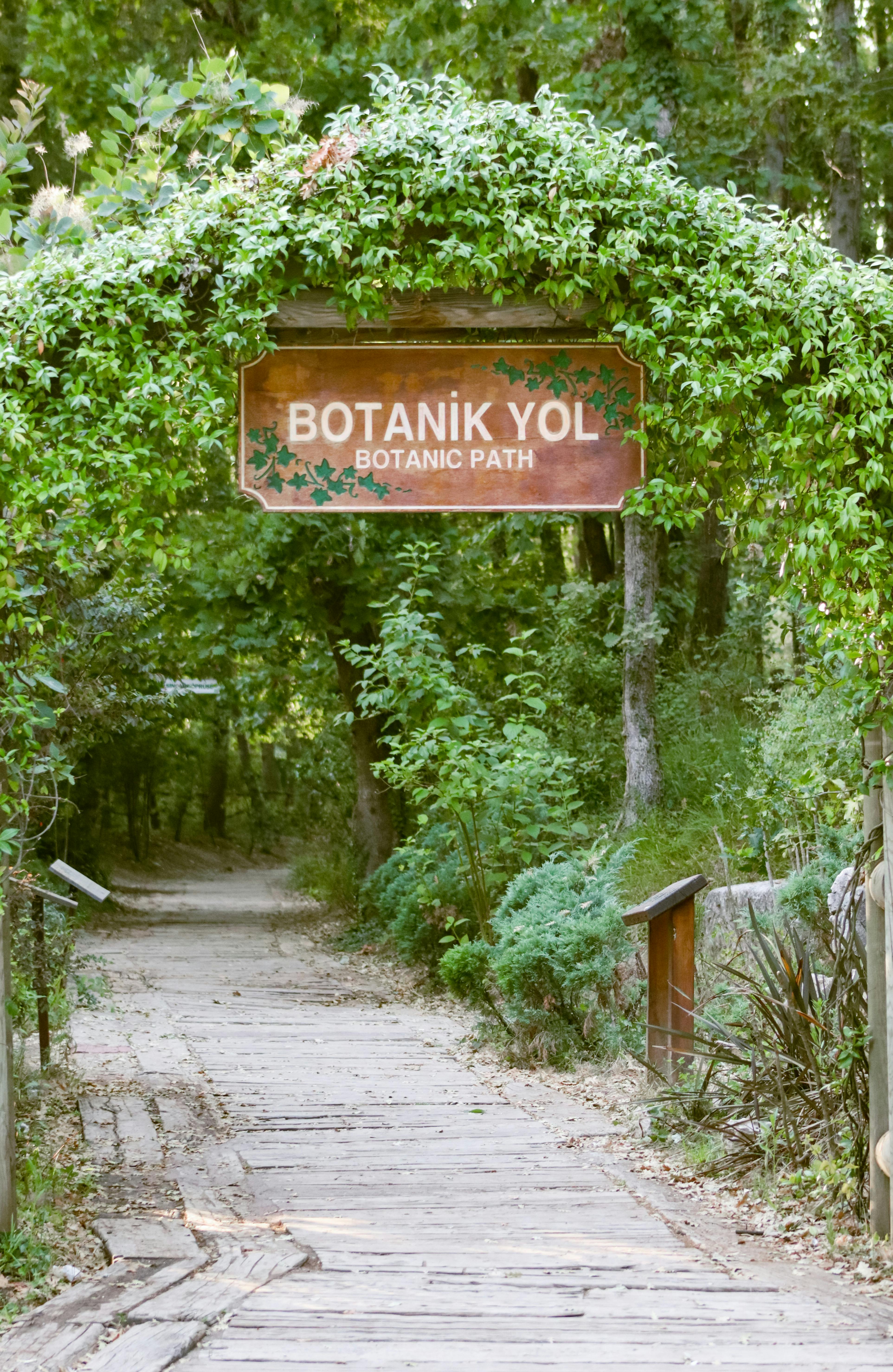 Tranquil Botanic Pathway in Lush Forest · Free Stock Photo