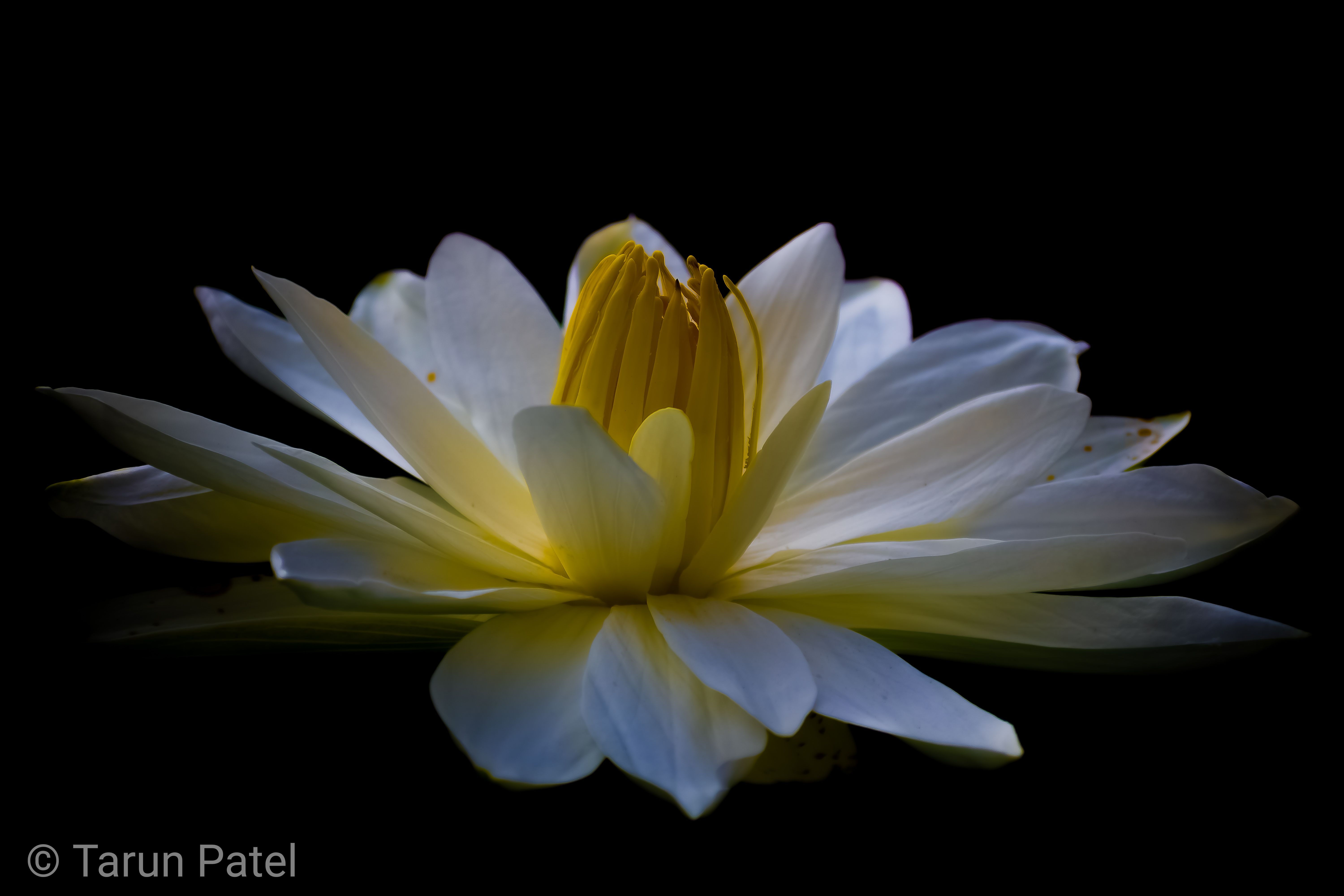 Tarun Patel - 摄影