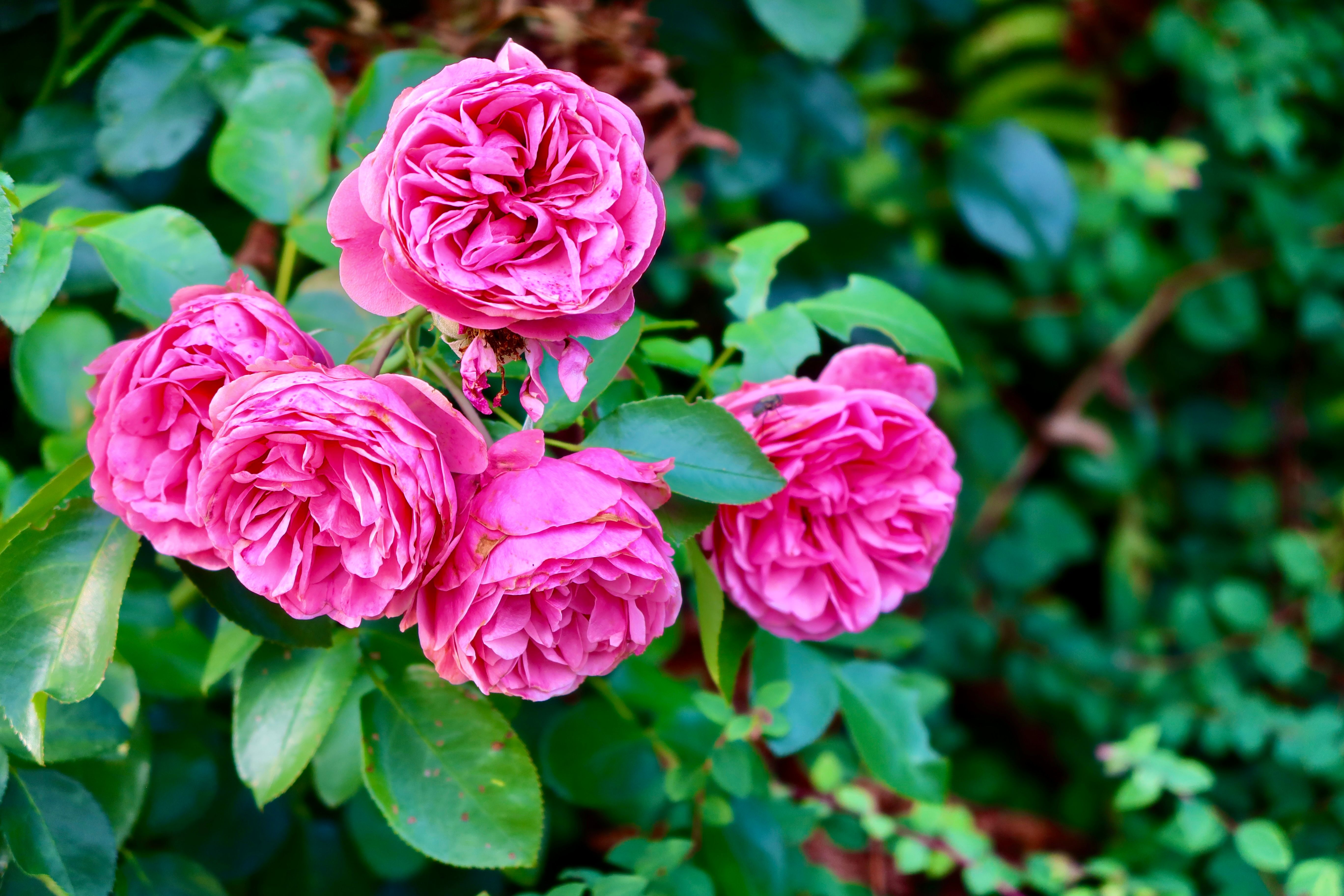 Rose Garden Photos, Download The BEST Free Rose Garden Stock Photos ...