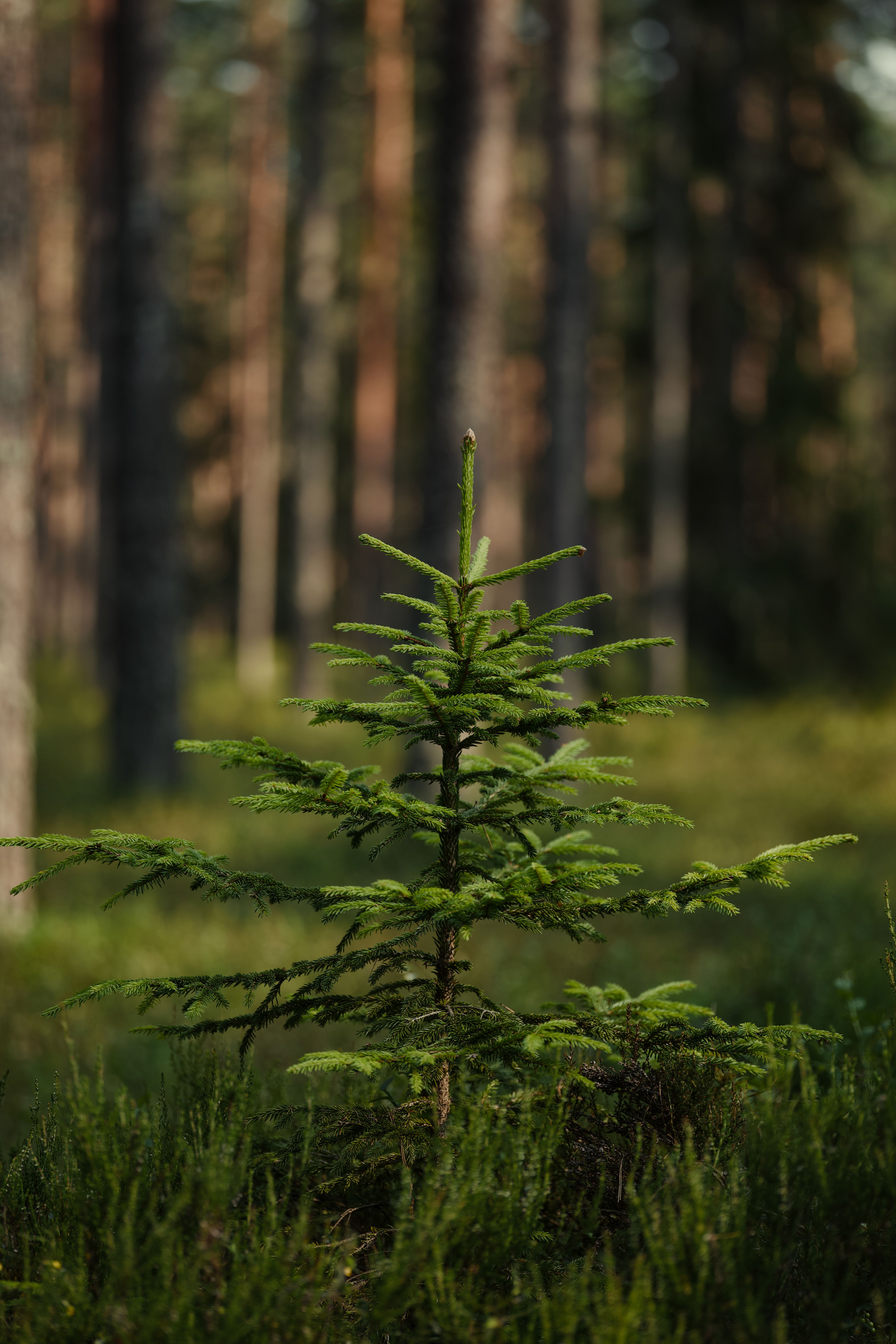 Single Tree Photos, Download The BEST Free Single Tree Stock Photos ...