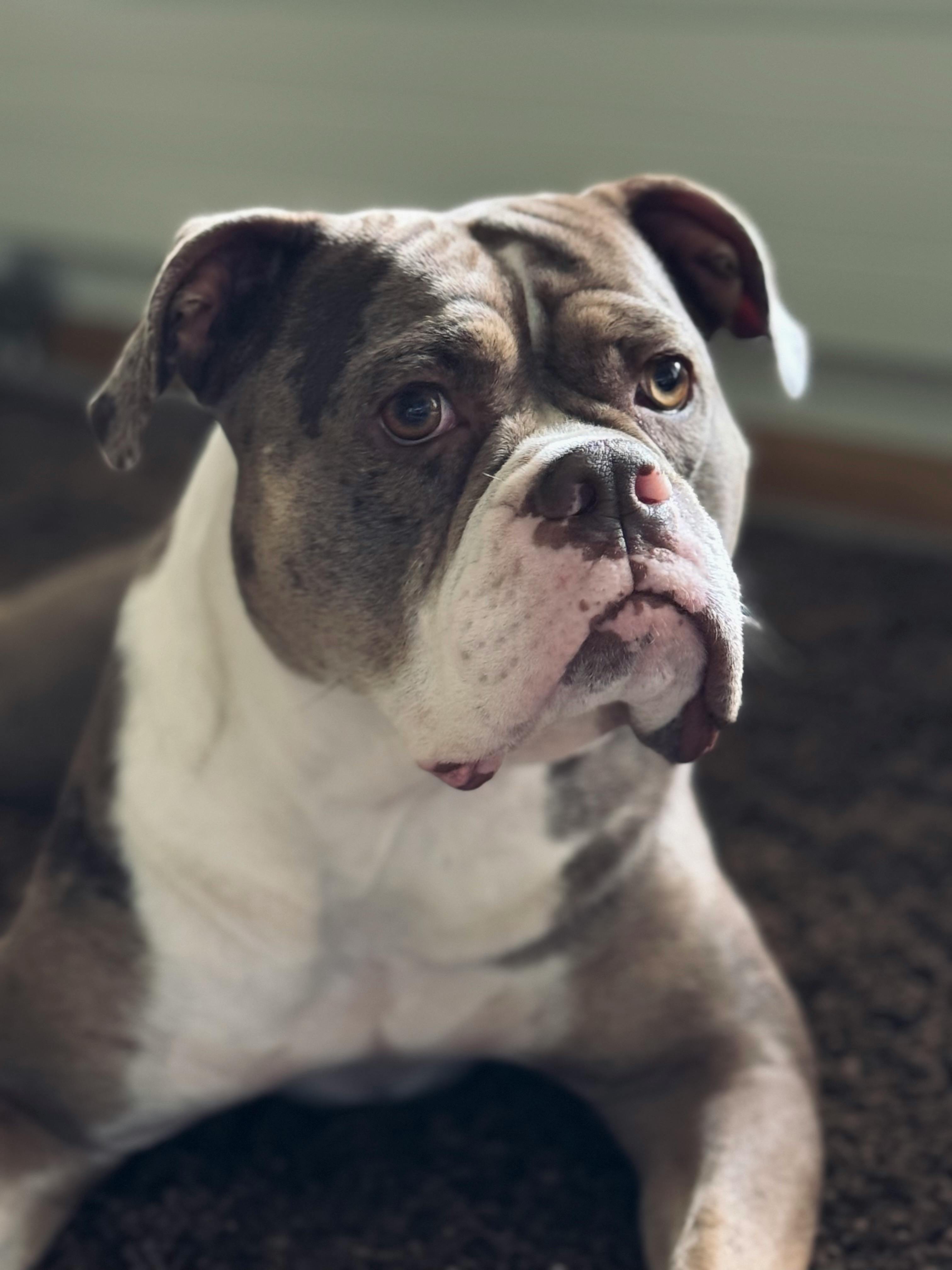 English Bulldog Photos, Download The BEST Free English Bulldog Stock ...