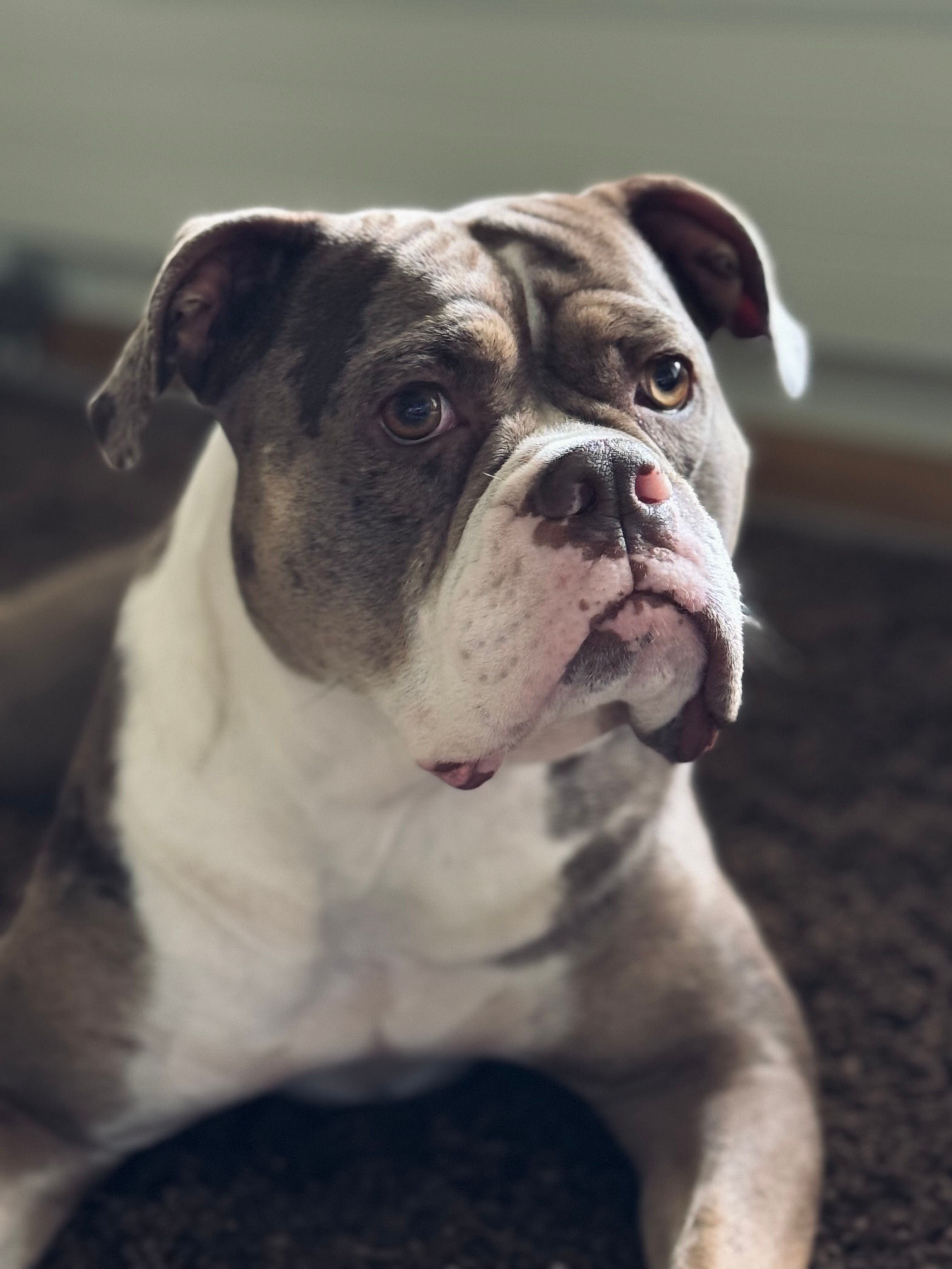 Free Charming close-up of a calm English Bulldog resting indoors on a ...