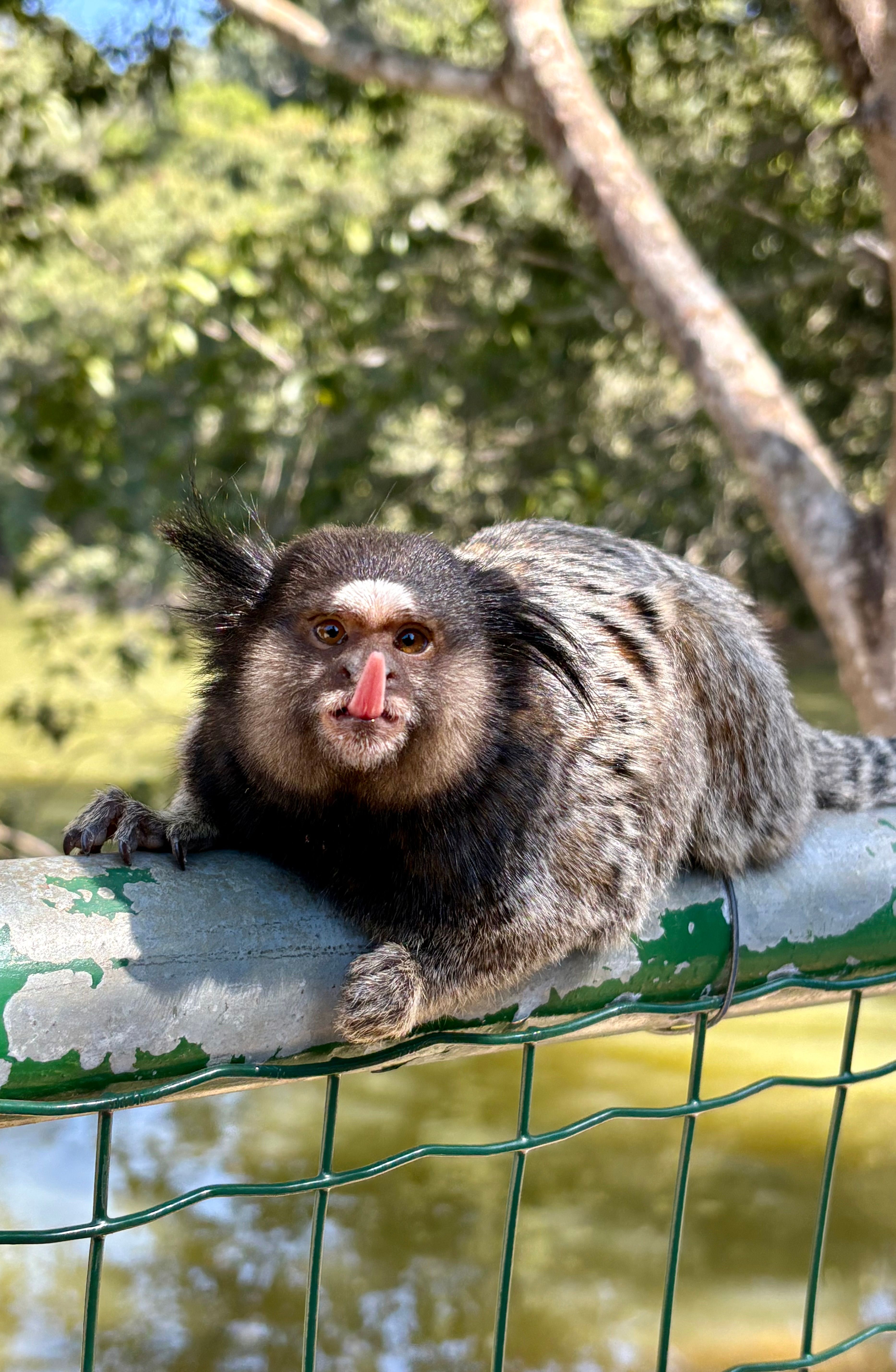 Captivating Common Marmoset in Natural Habitat · Free Stock Photo