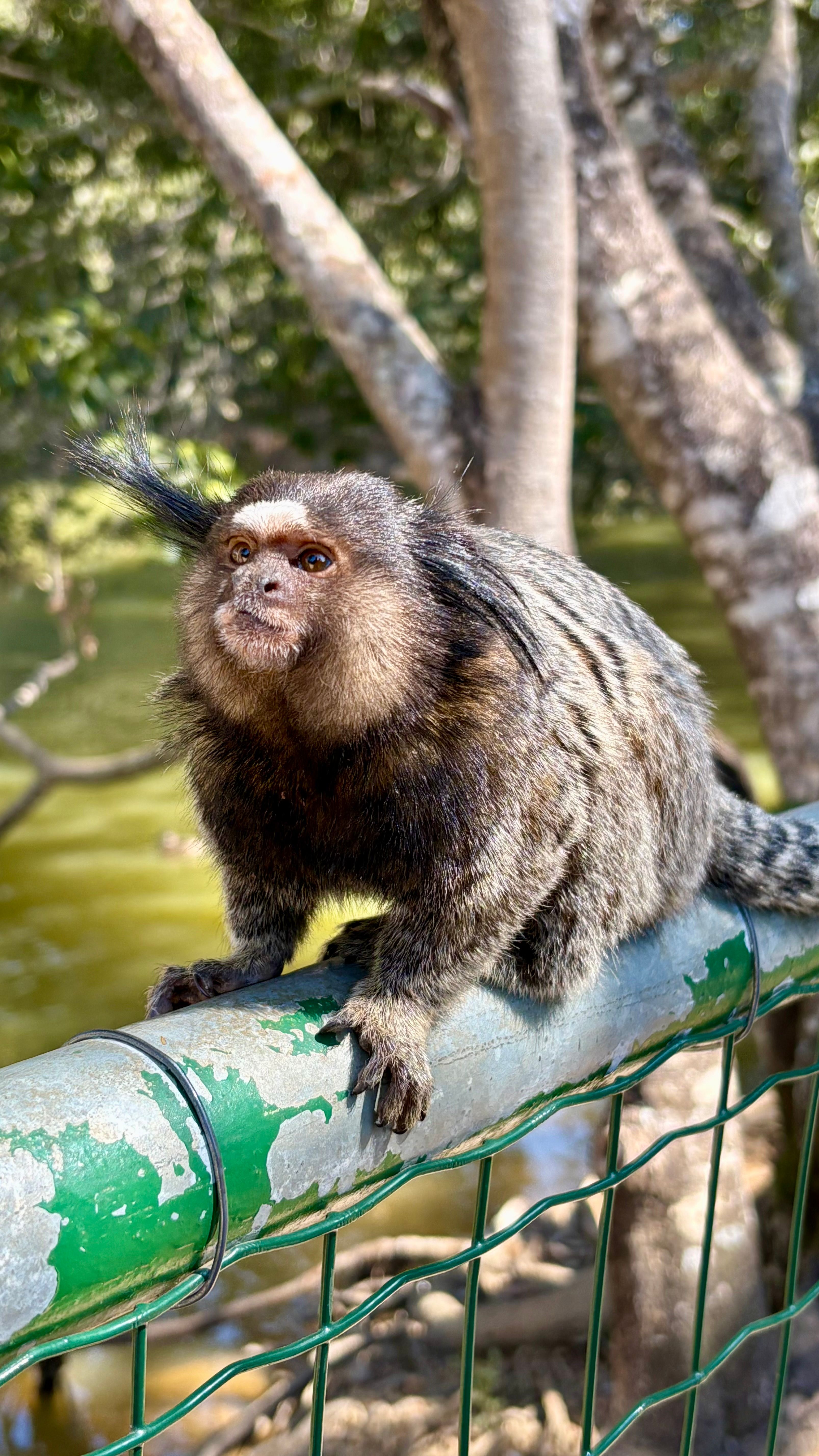 10.000+ melhores imagens de Macaco-da-bunda-rosa · Download 100% grátis ...