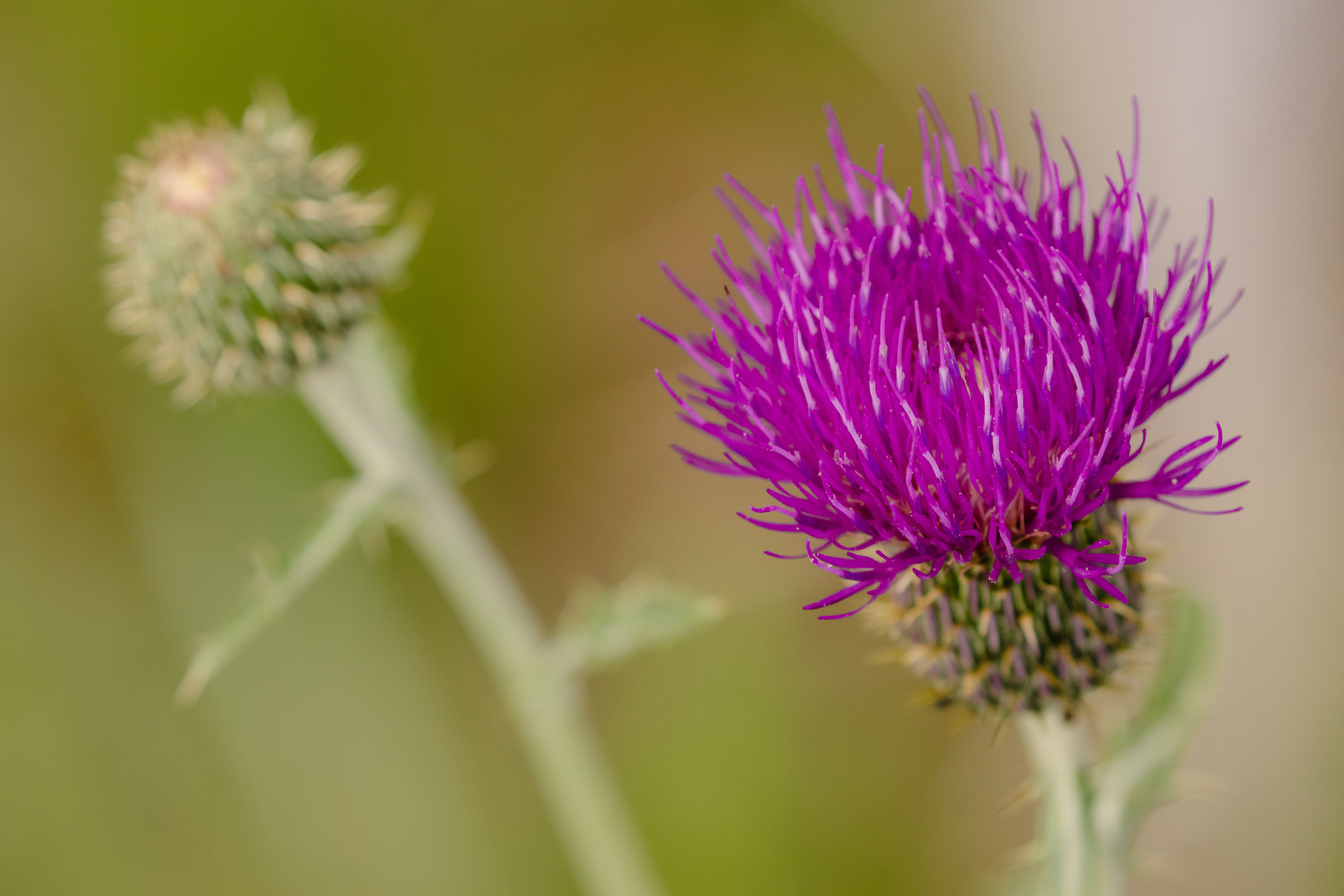 Vibrant Thistle Bloom in Natural Setting · Free Stock Photo