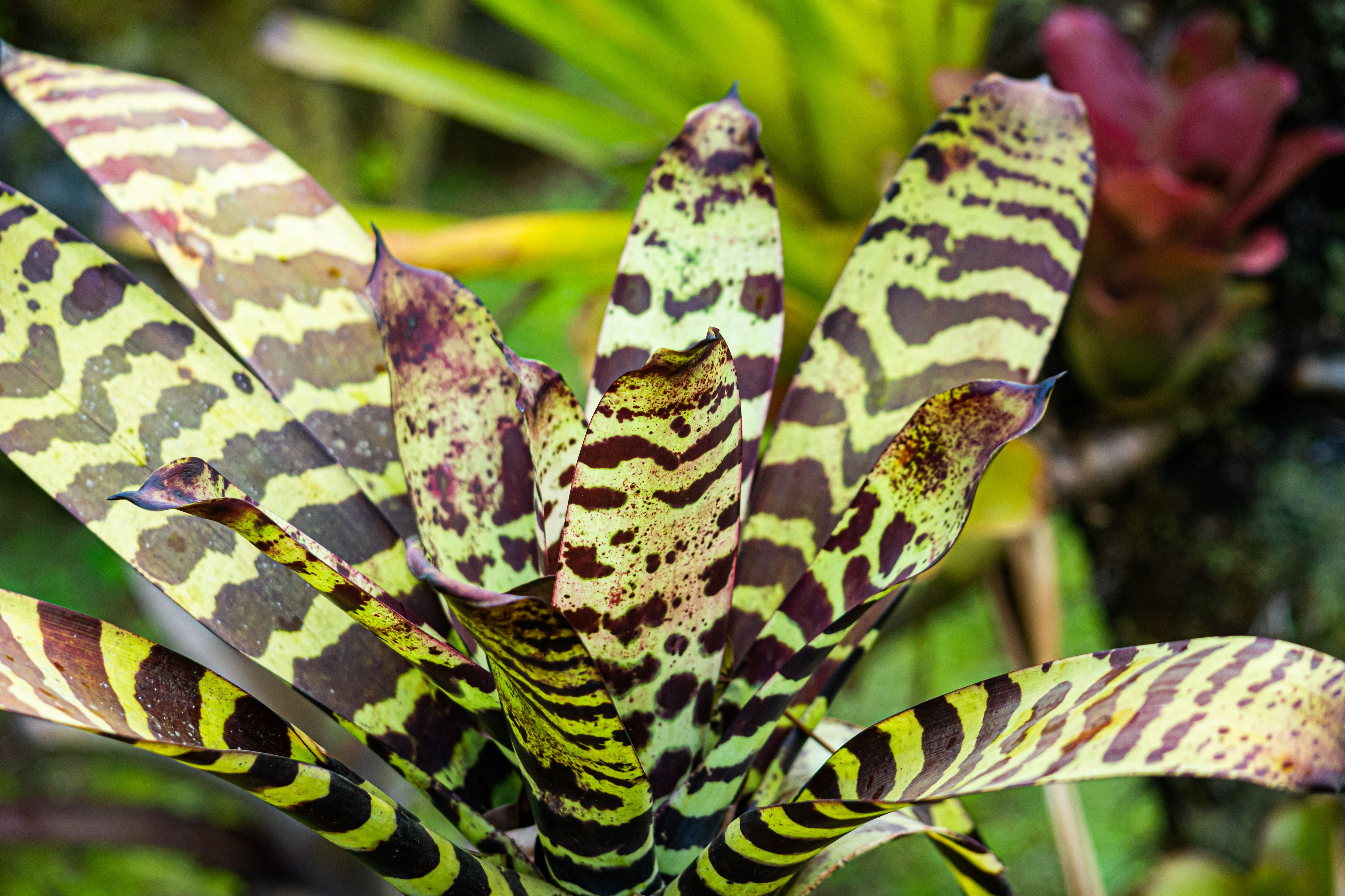Close-up of Colorful Vriesea Bromeliad Leaves · Free Stock Photo