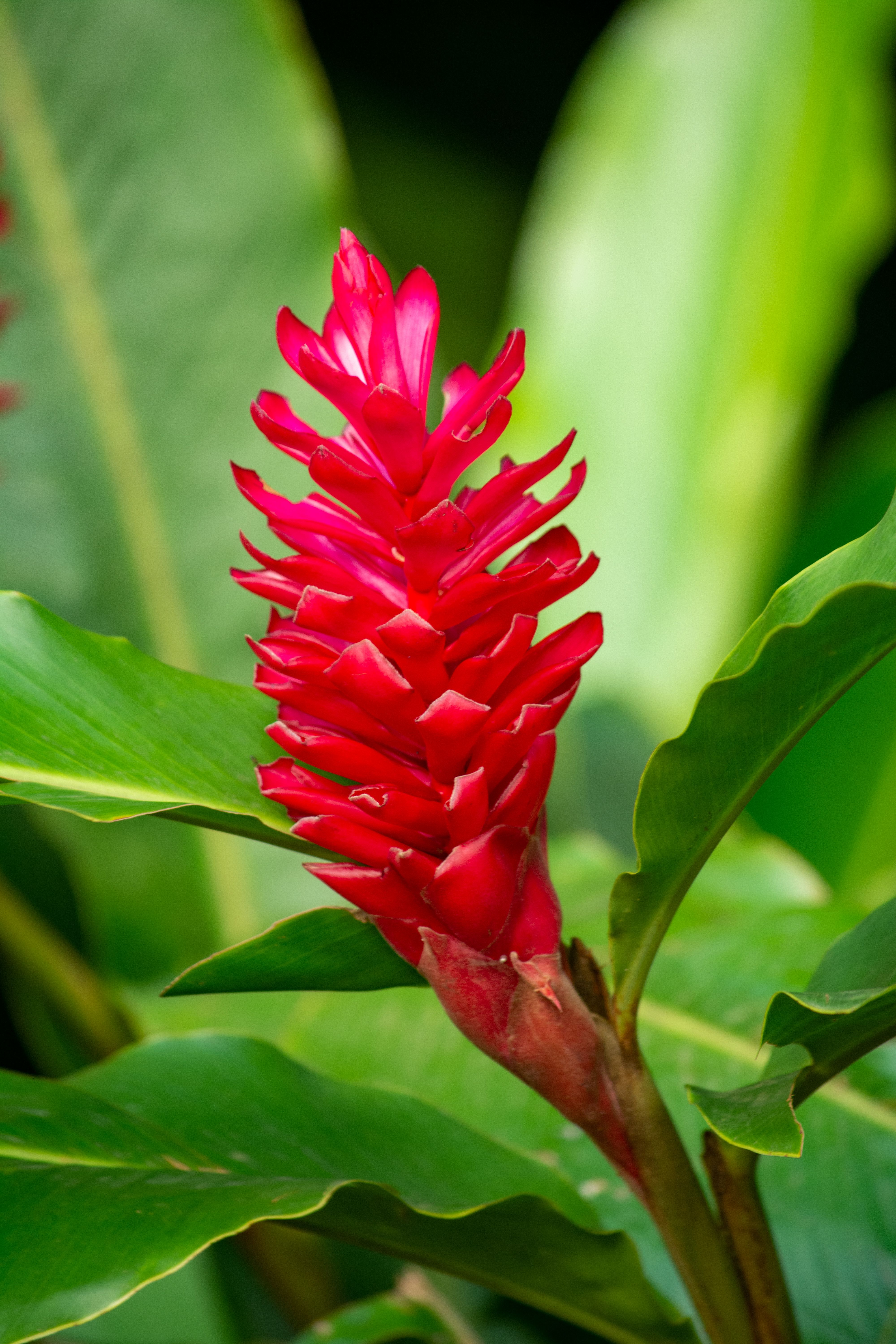Vibrant Red Ginger Plant in Lush Greenery · Free Stock Photo