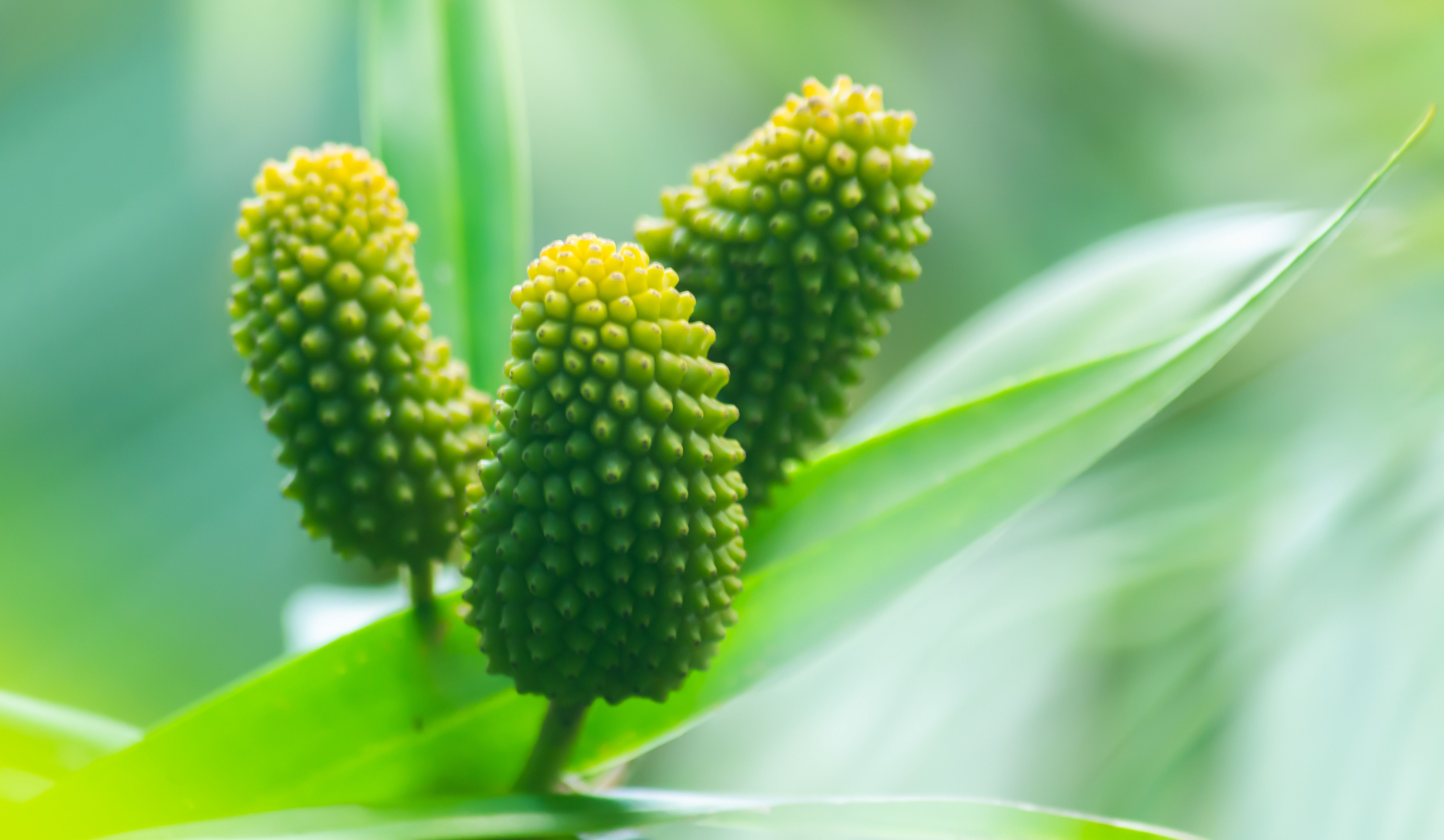 Close-up of Green Spike-Like Plant Pods · Free Stock Photo