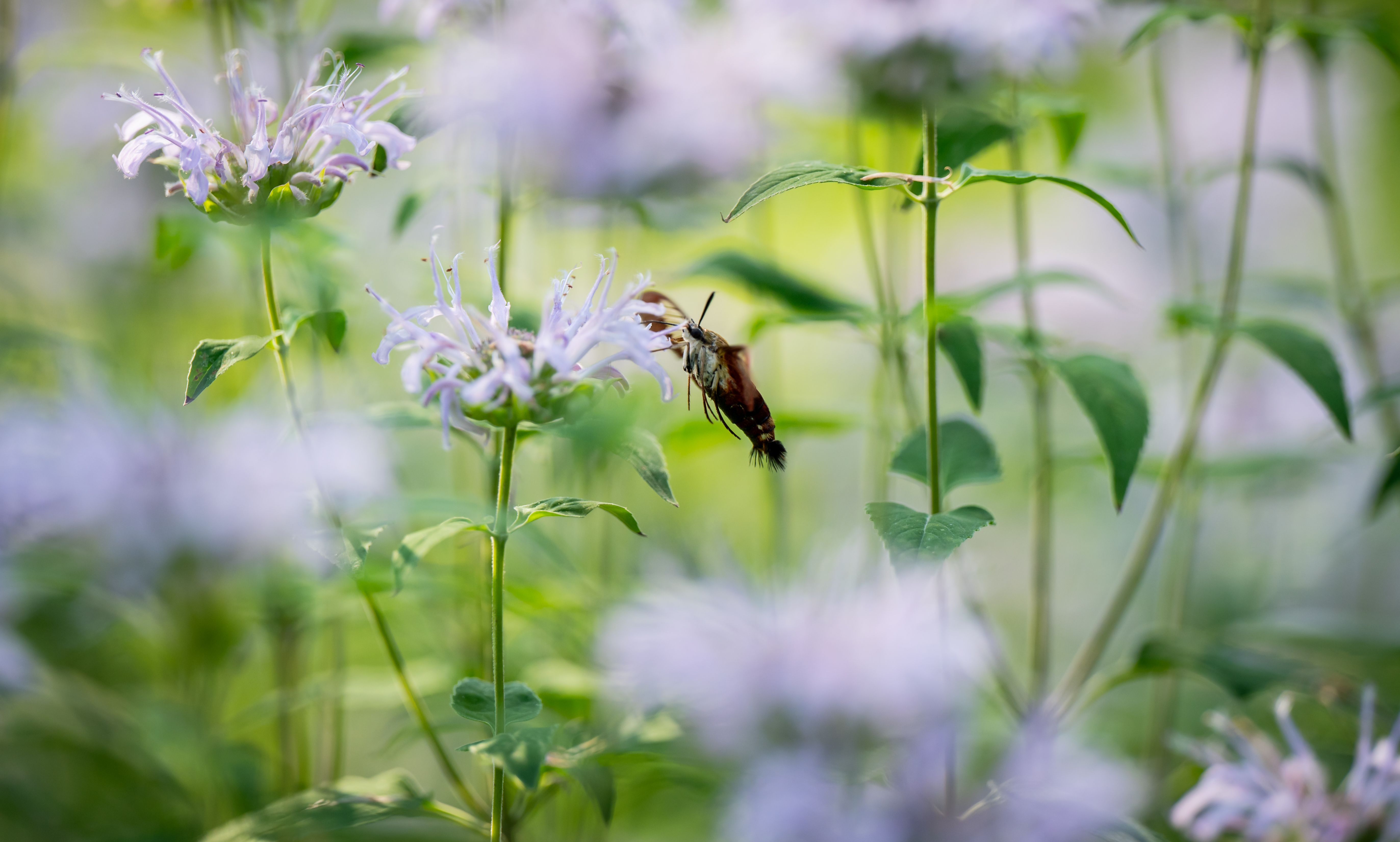 Hummingbird Moth Feeding on Wildflowers in Meadow · Free Stock Photo