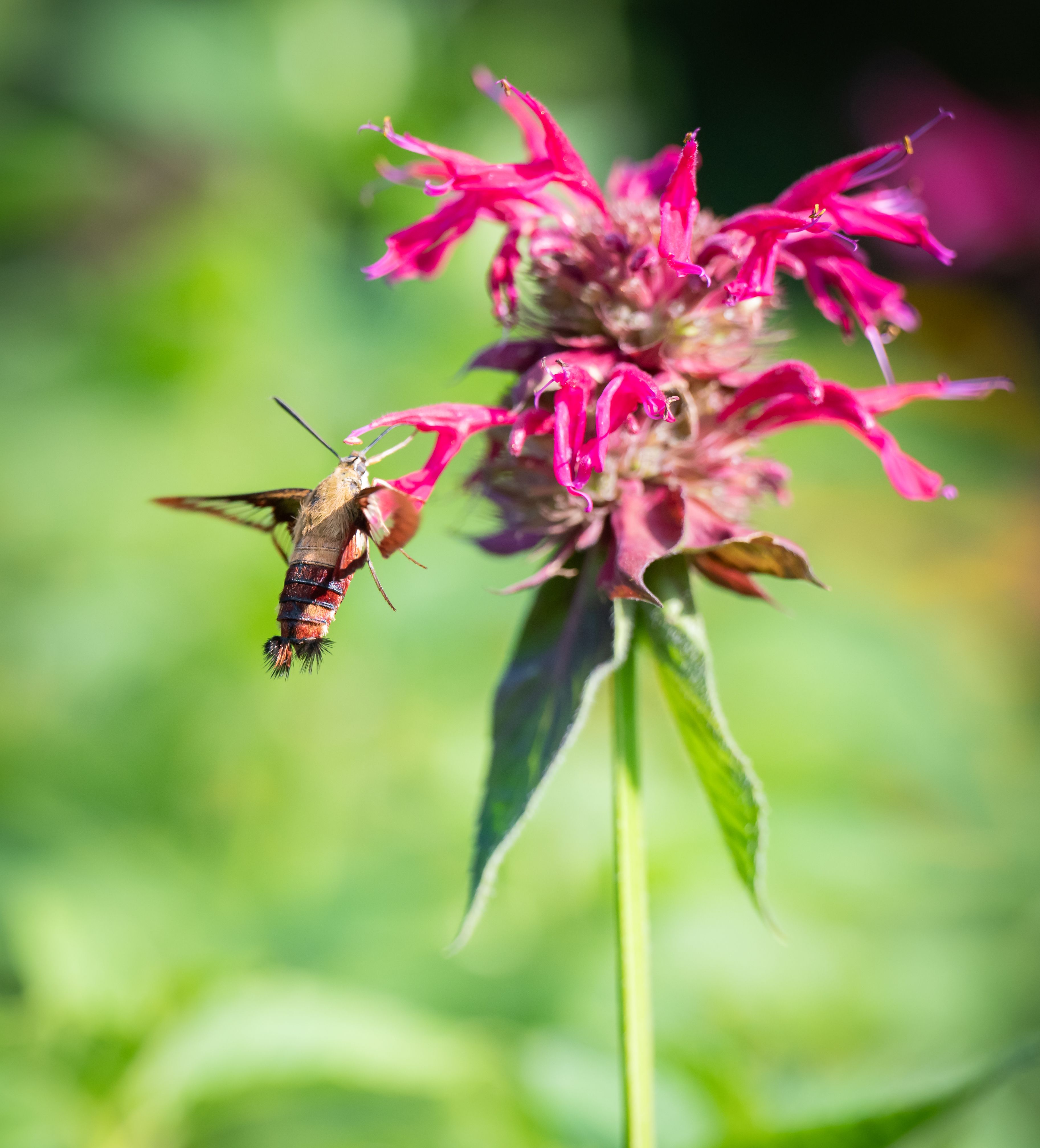 Hummingbird Moth Pollinating Bright Pink Flower · Free Stock Photo