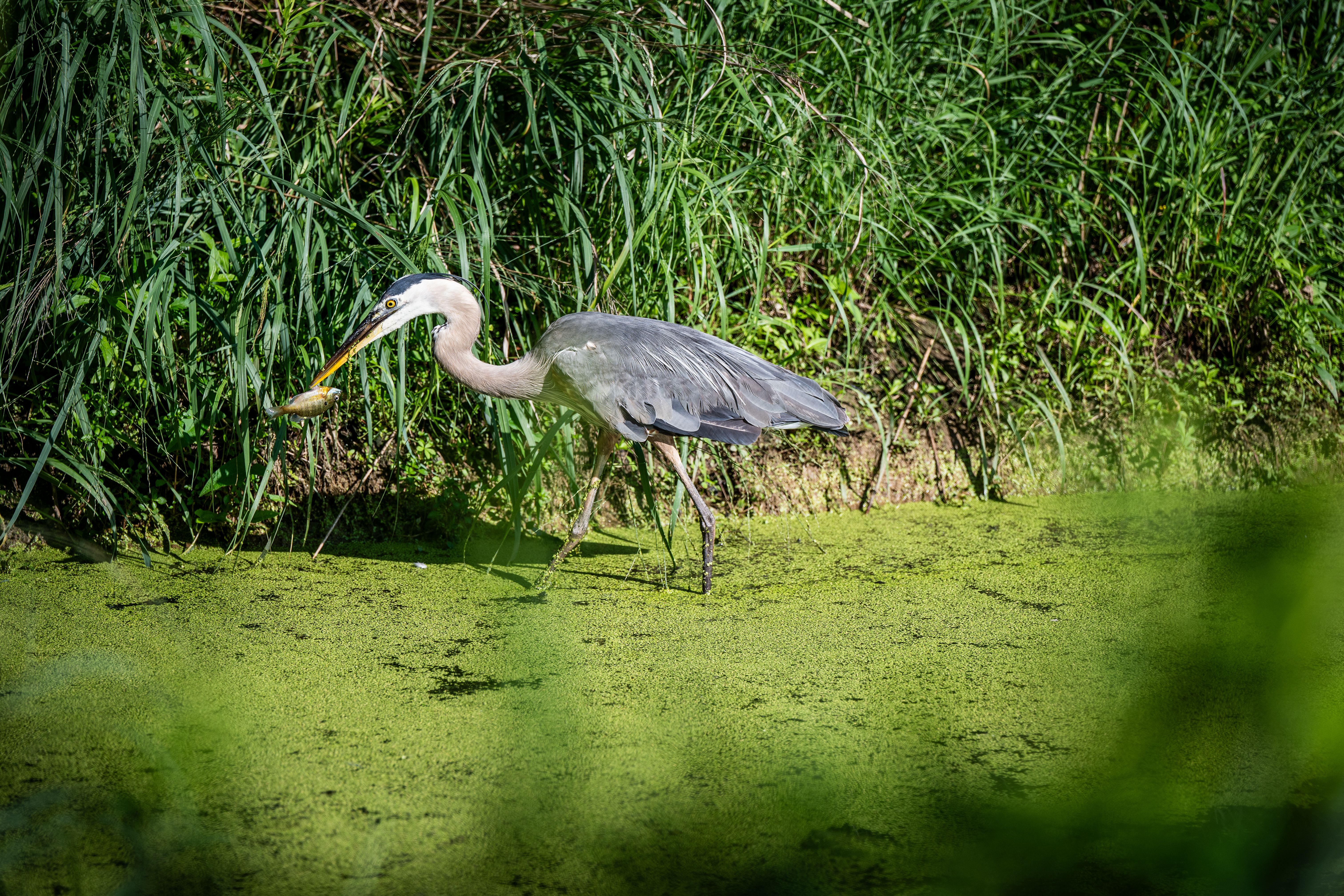 Great Blue Heron Hunting in Lush Marshland · Free Stock Photo