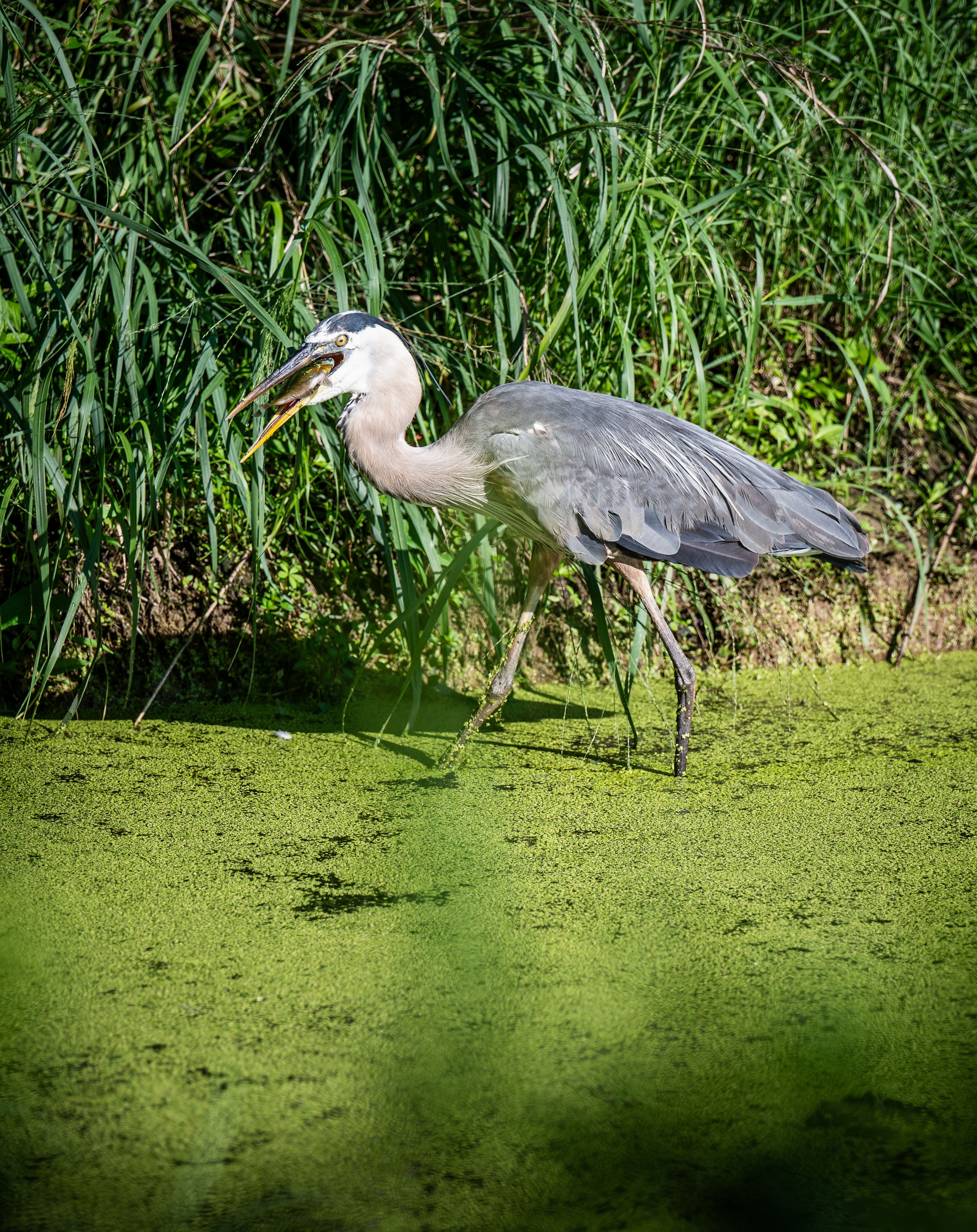 Majestic Great Blue Heron in Natural Habitat · Free Stock Photo